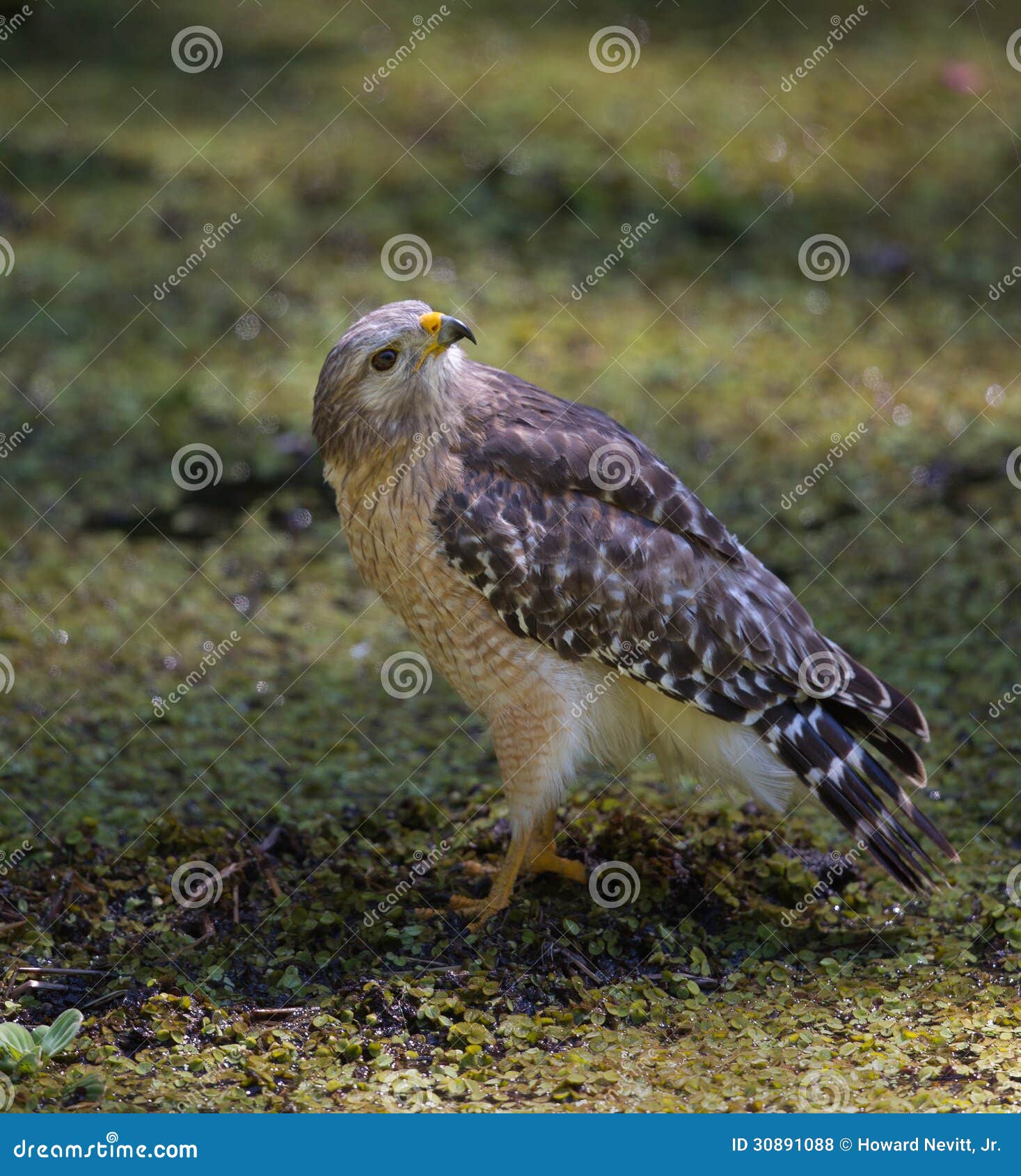 Red Shoulder Hawk on Ground Looking Up Stock Photo - Image of shoulder ...