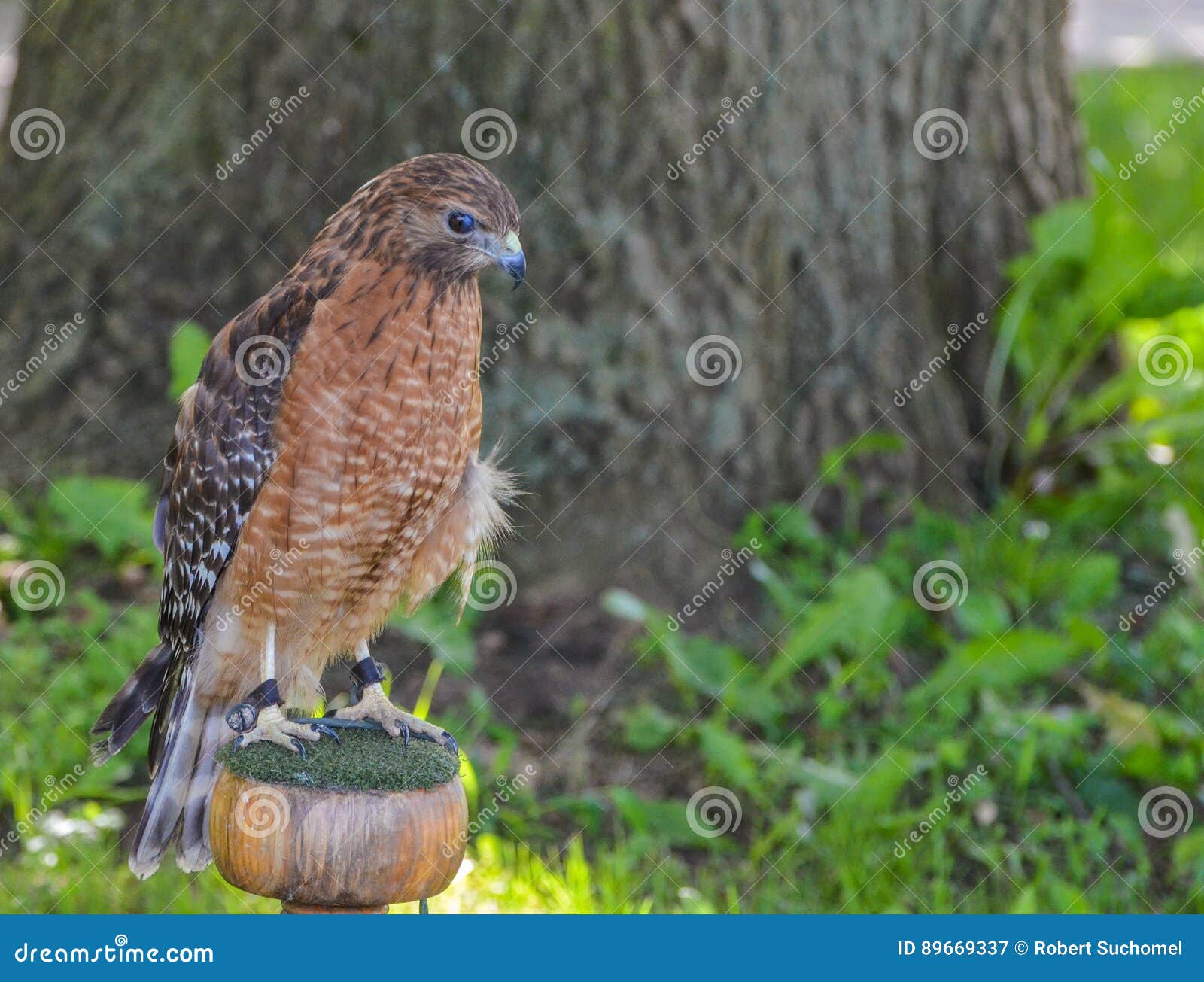 Red Shoulder Hawk Looking Down Stock Image - Image of animal, feather ...