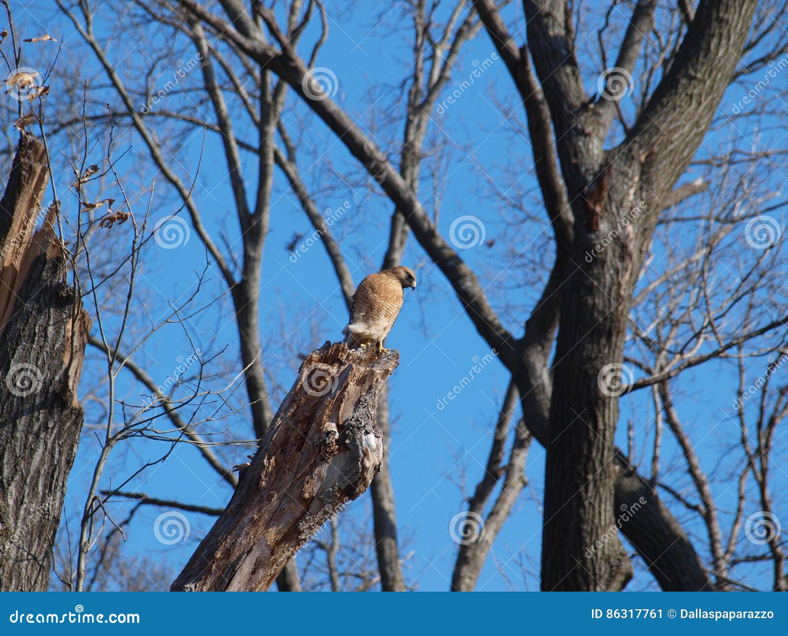 Red Shoulder Hawk Perched on an Old Tree Trunk Stock Image - Image of ...