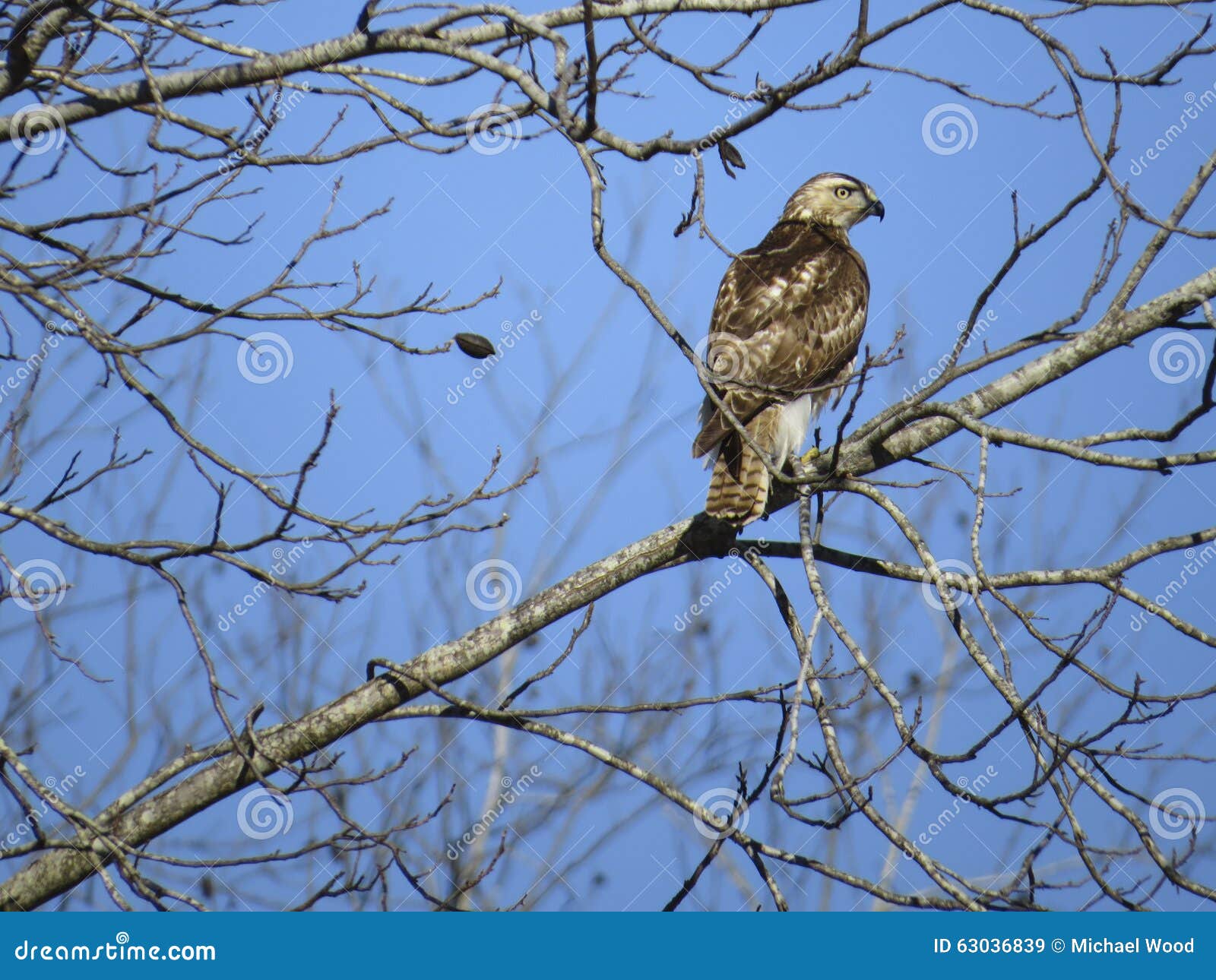 Red Shoulder Hawk Perched in Tree Stock Image - Image of horizontal ...