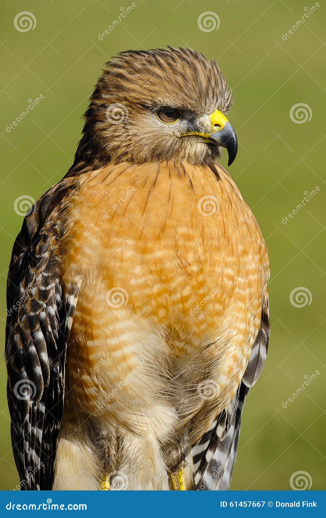 Red Shoulder Hawk stock image. Image of hawk, wildlife - 61457667