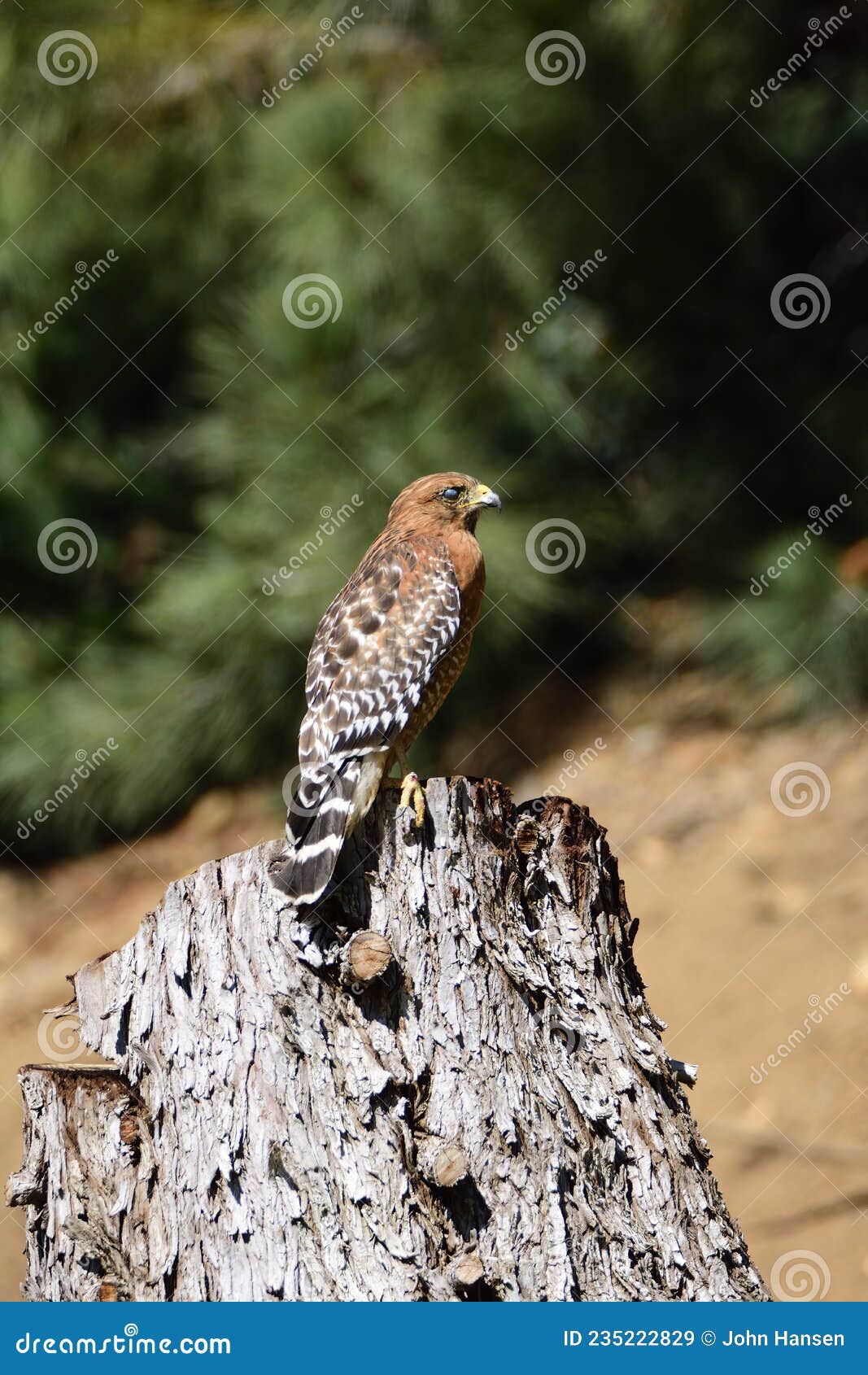 Red shoulder hawk stock image. Image of shoulder, stump - 235222829