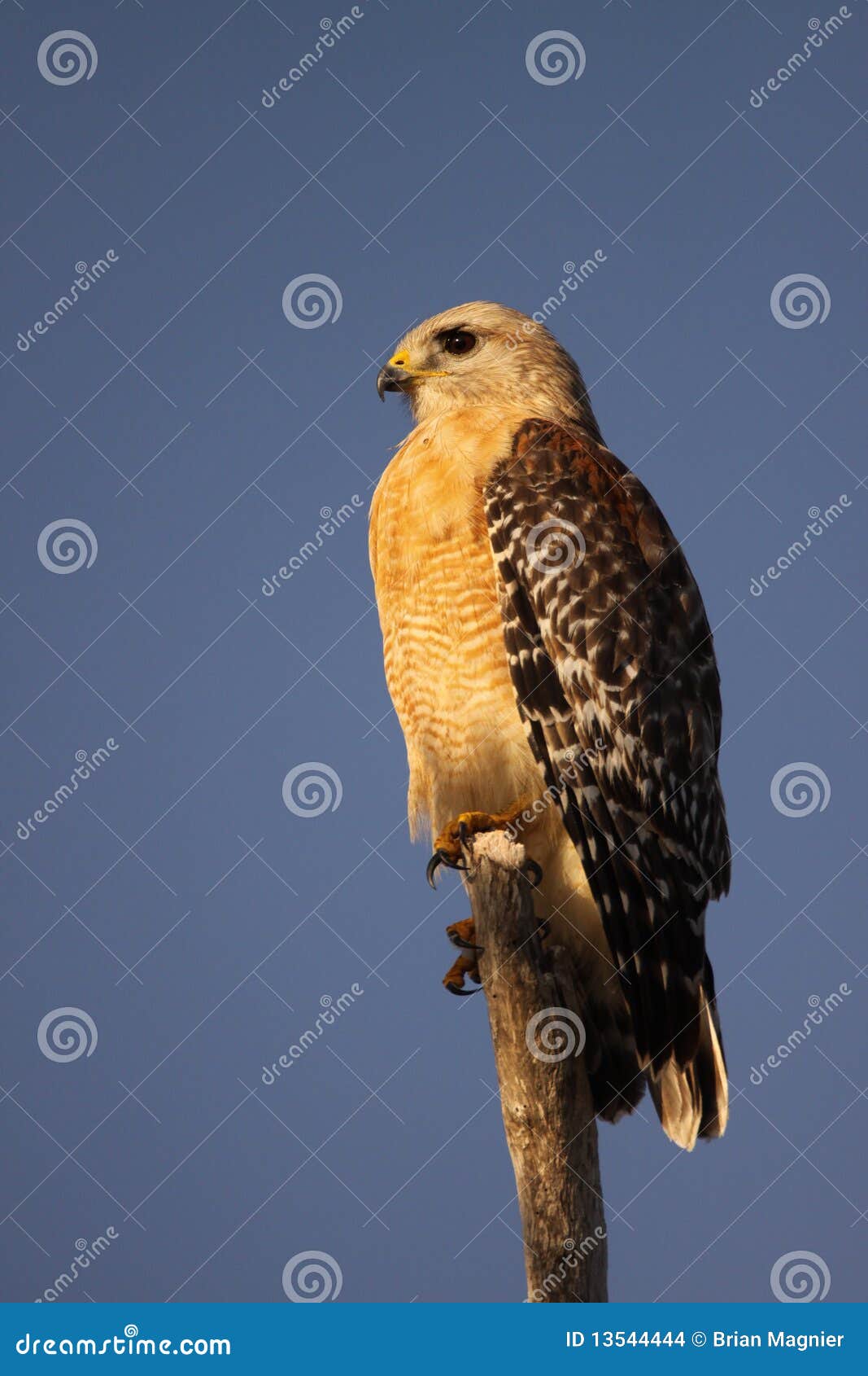 Red-shouldered Hawk stock photo. Image of shouldered - 13544444