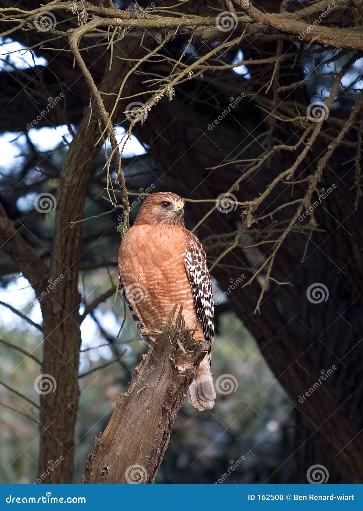 Red-shouldered hawk. stock photo. Image of watchfulness - 162500
