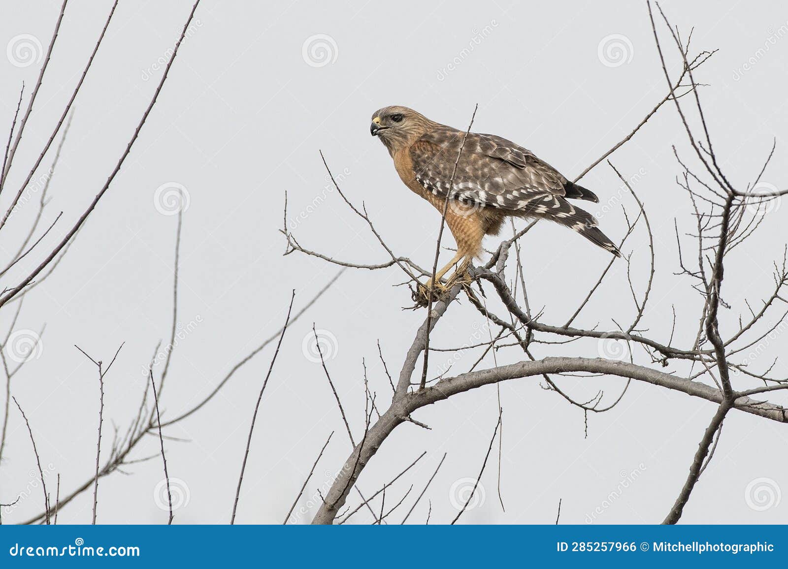 Red-Shouldered Hawk Perched on Bare Limb Stock Photo - Image of ...