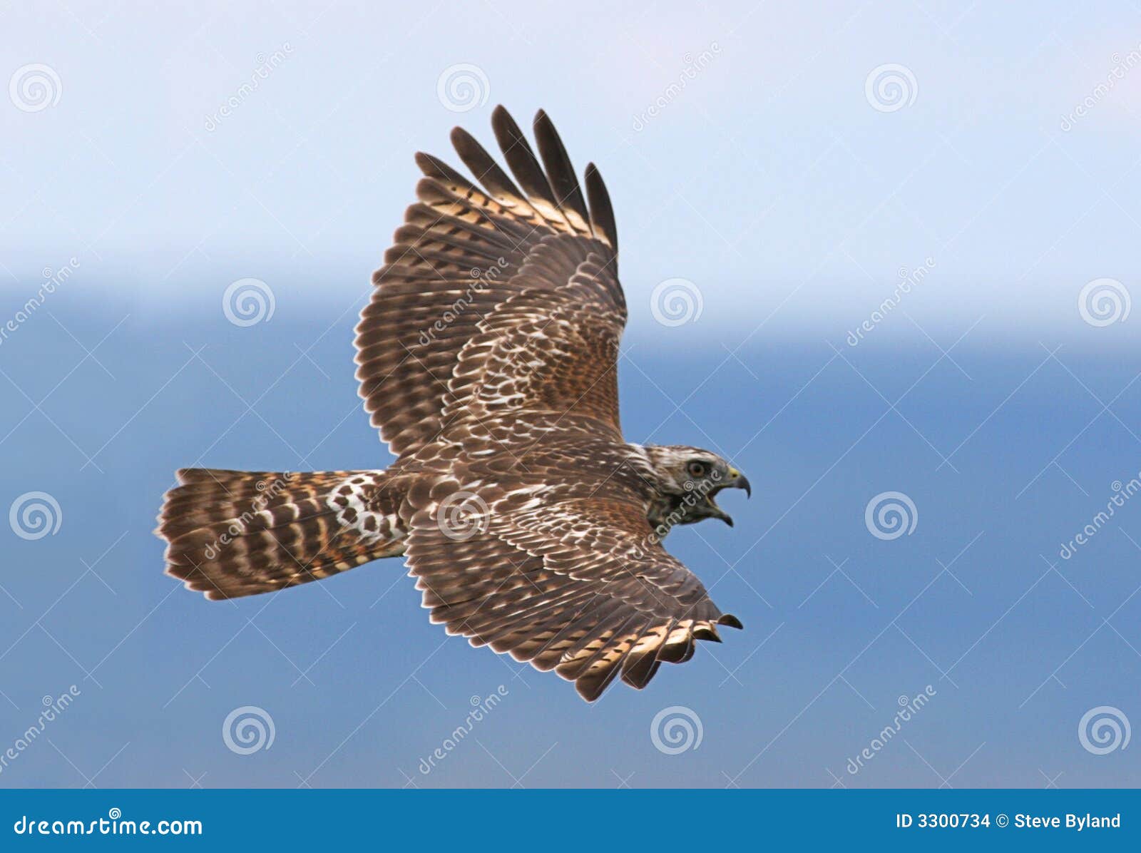 Red-shouldered Hawk stock photo. Image of birding, avian - 3300734