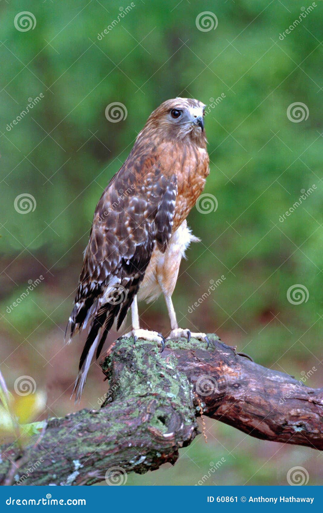 Red-shouldered Hawk stock image. Image of nature, lineatus - 60861