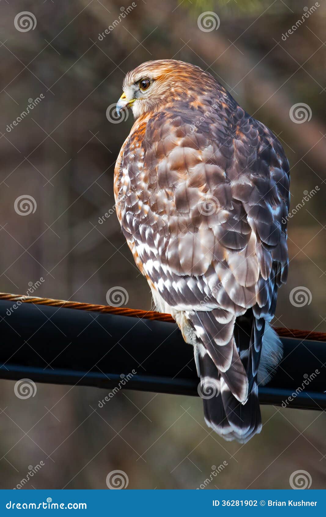 Red-Shouldered Hawk stock photo. Image of nature, buteo - 36281902