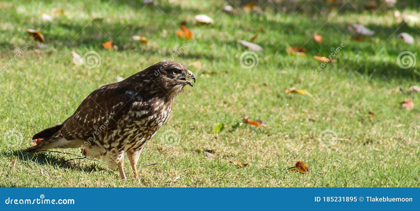 Red Shouldered Hawk Beak Open Stock Image - Image of looking, sharp ...