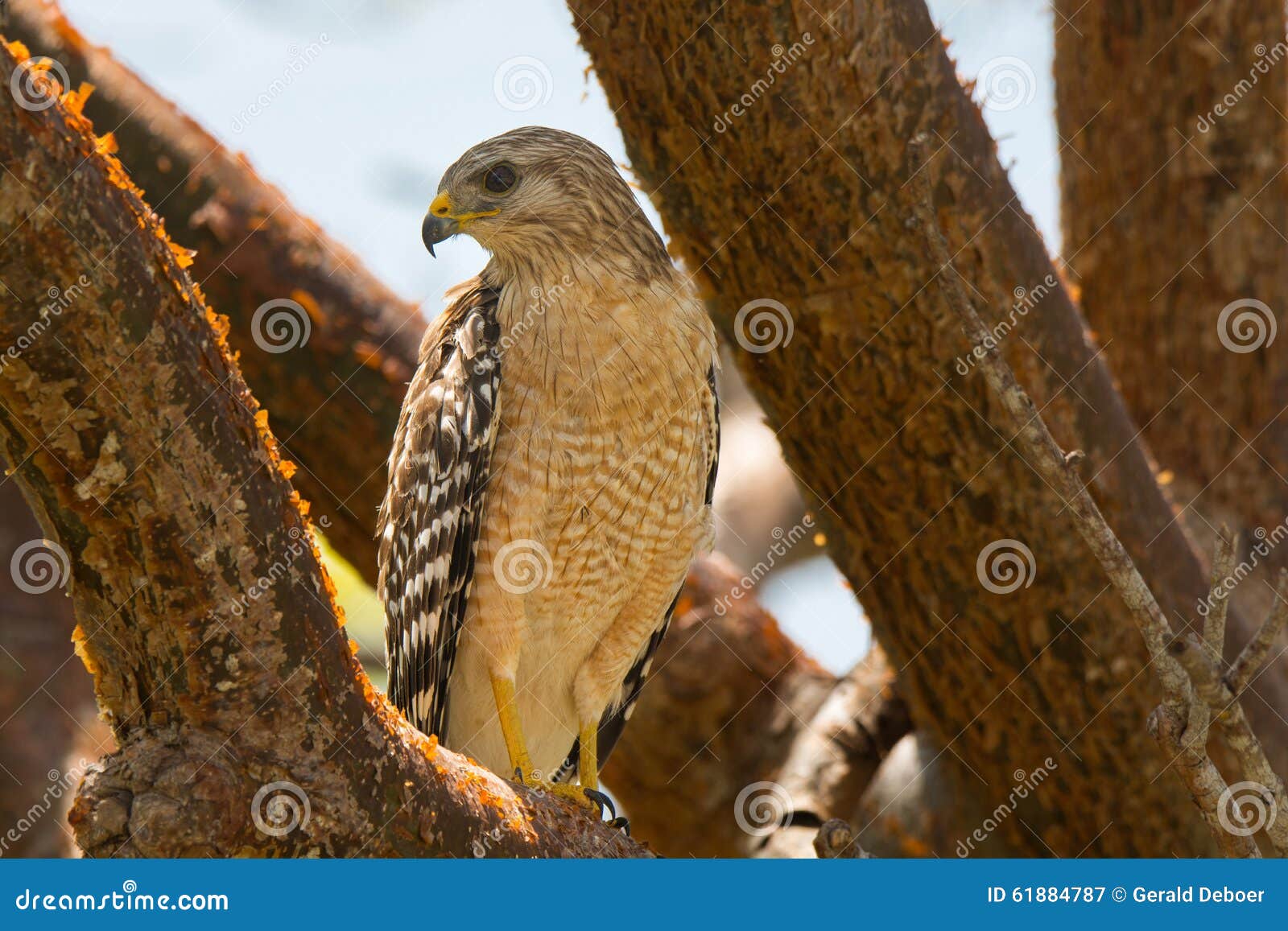 Red-shouldered Hawk stock image. Image of everglades - 61884787