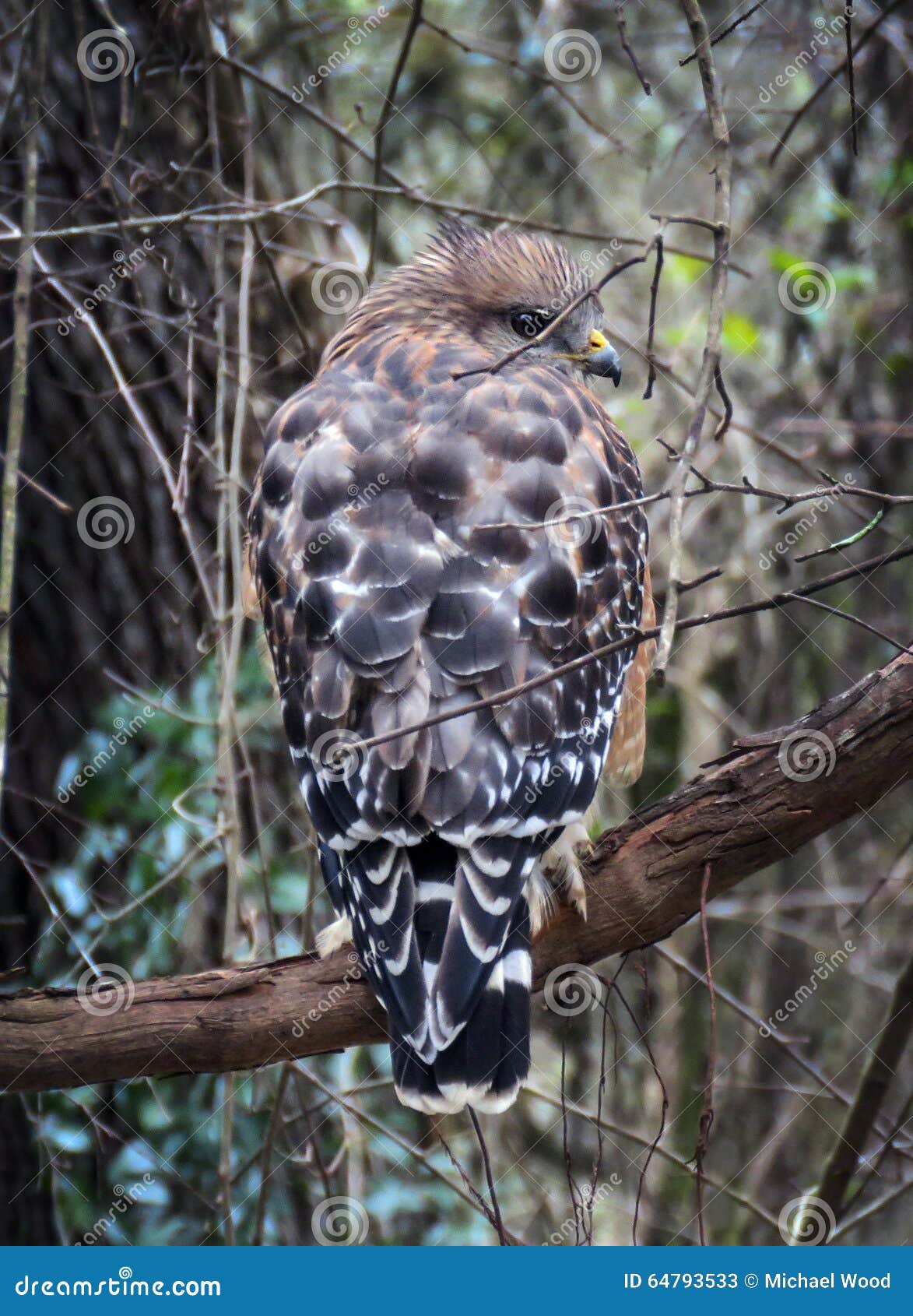 Red-shouldered Hawk from Behind Stock Image - Image of shouldered ...