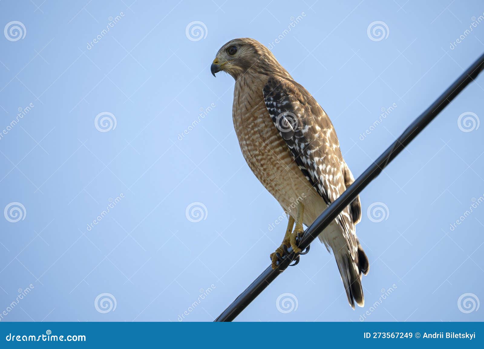 The Red-shouldered Hawk Bird Perching on Electric Cable Looking for ...