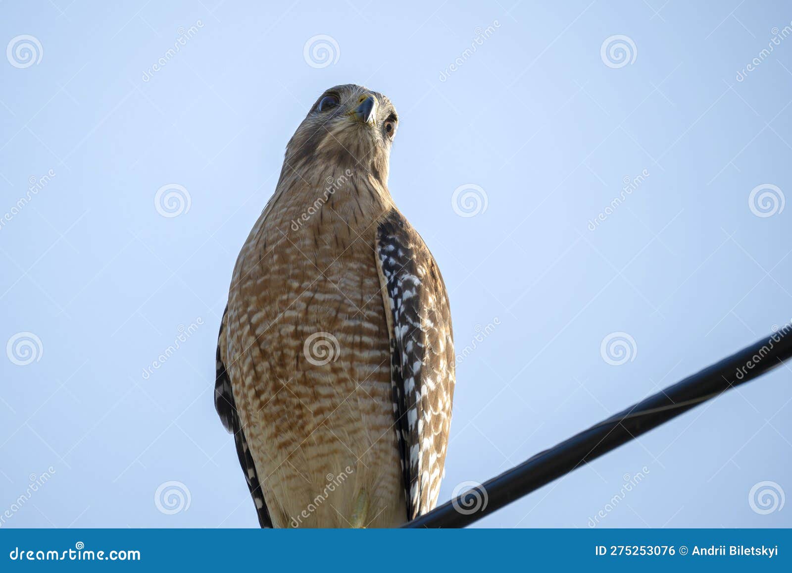 The Red-shouldered Hawk Bird Perching on Electric Cable Looking for ...