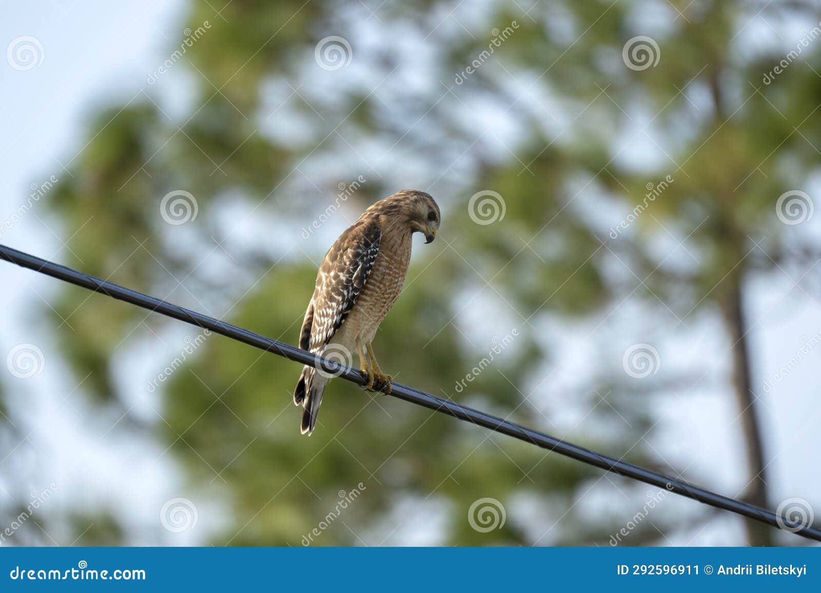 The Red-shouldered Hawk Bird Perching on Electric Cable Looking for ...