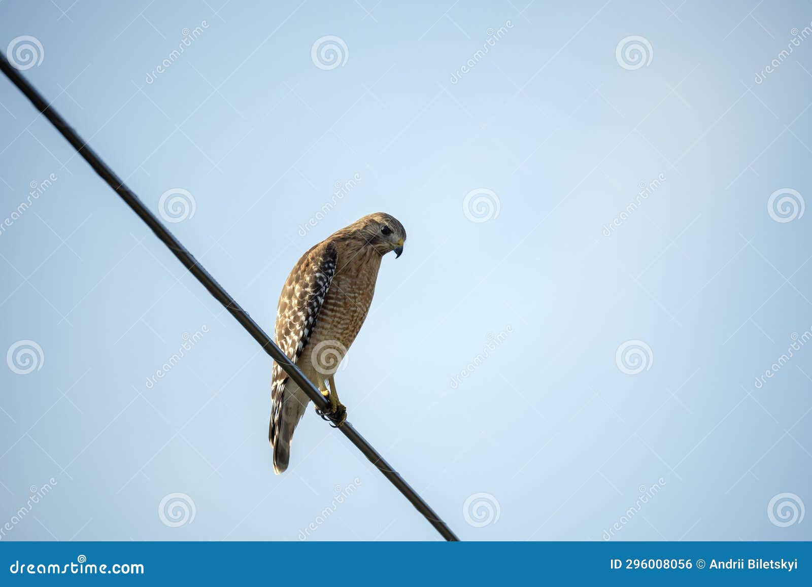 The Red-shouldered Hawk Bird Perching on Electric Cable Looking for ...