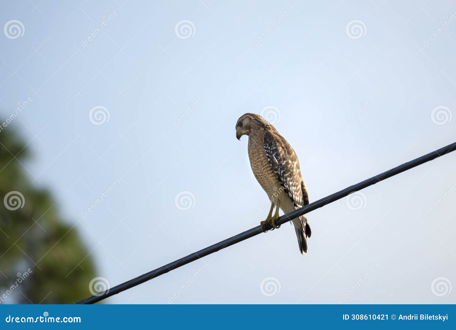 The Red-shouldered Hawk Bird Perching on Electric Cable Looking for ...