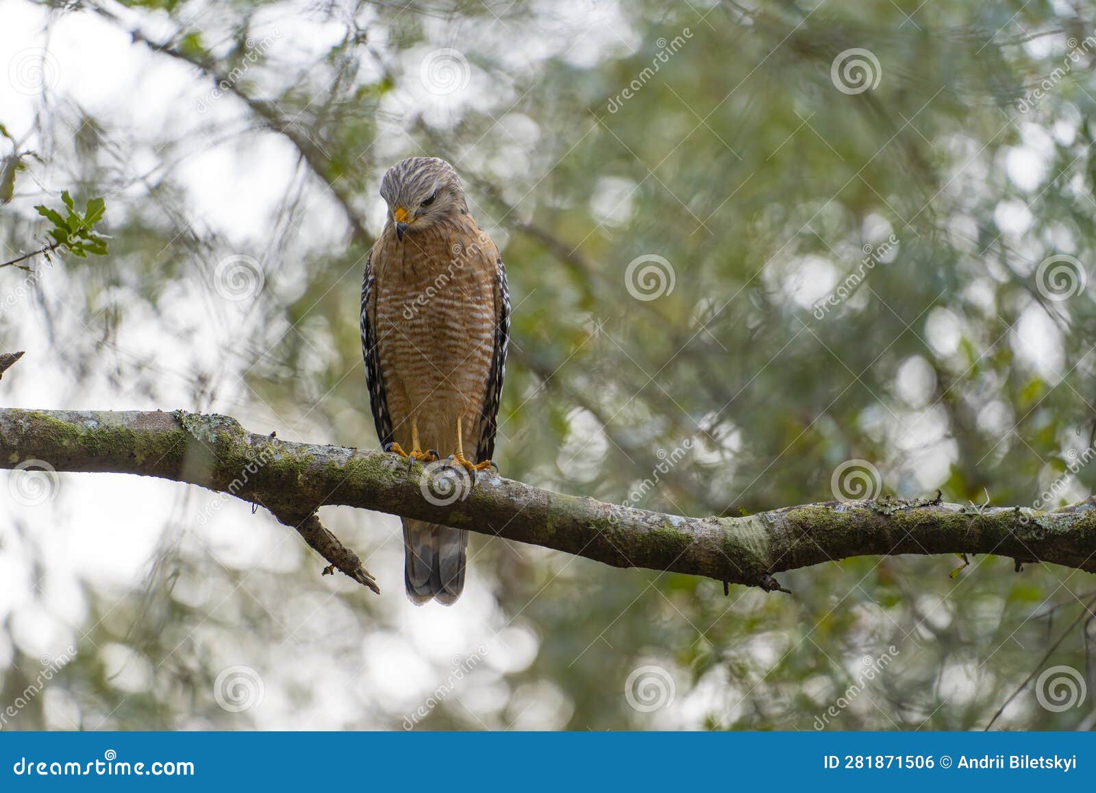 The Red-shouldered Hawk Bird Perching on a Tree Branch Looking for Prey ...