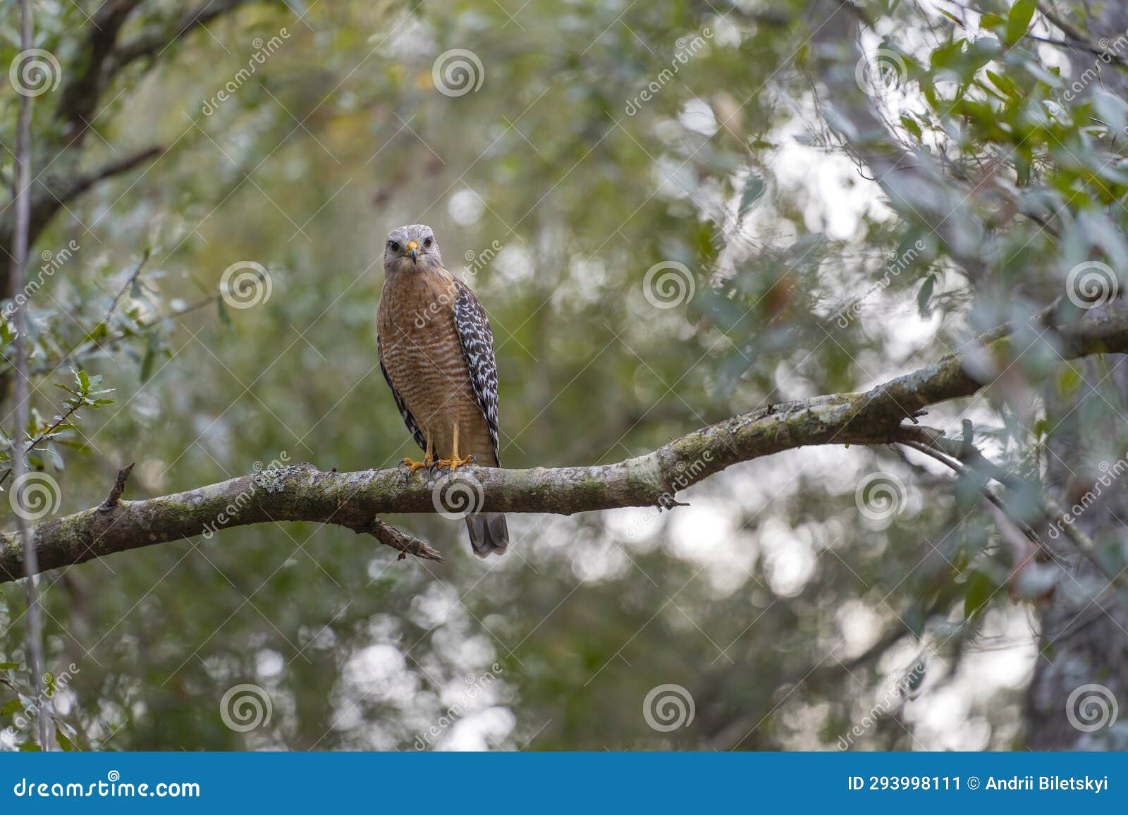 The Red-shouldered Hawk Bird Perching on a Tree Branch Looking for Prey ...