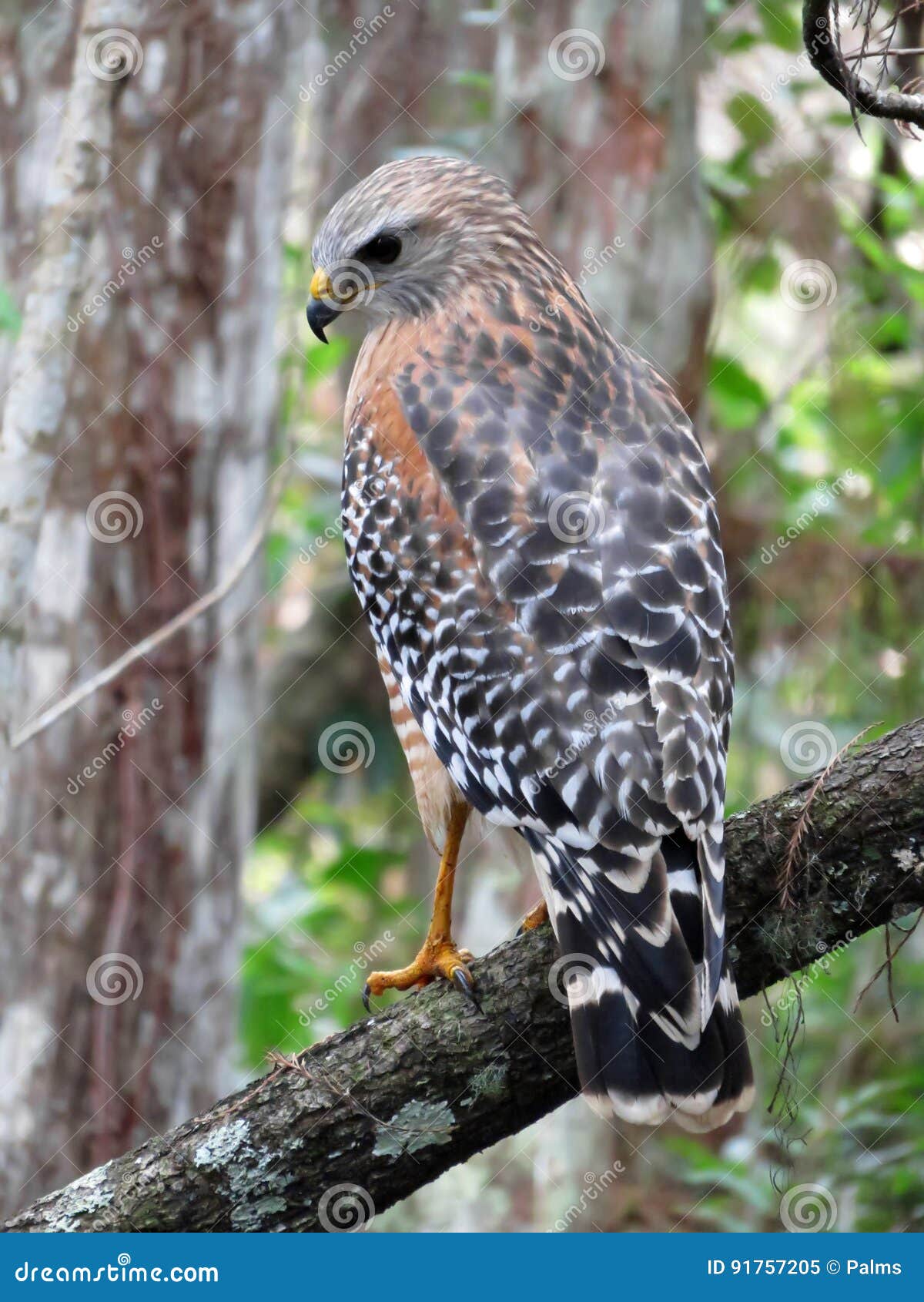 Red Shouldered Hawk on Branch Stock Image - Image of corkscrew, perched ...