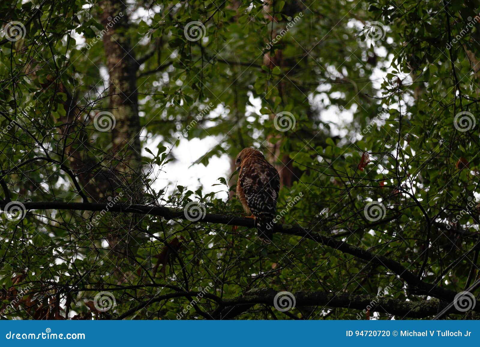 Red-shouldered Hawk on Branch Stock Photo - Image of forest, leaves ...