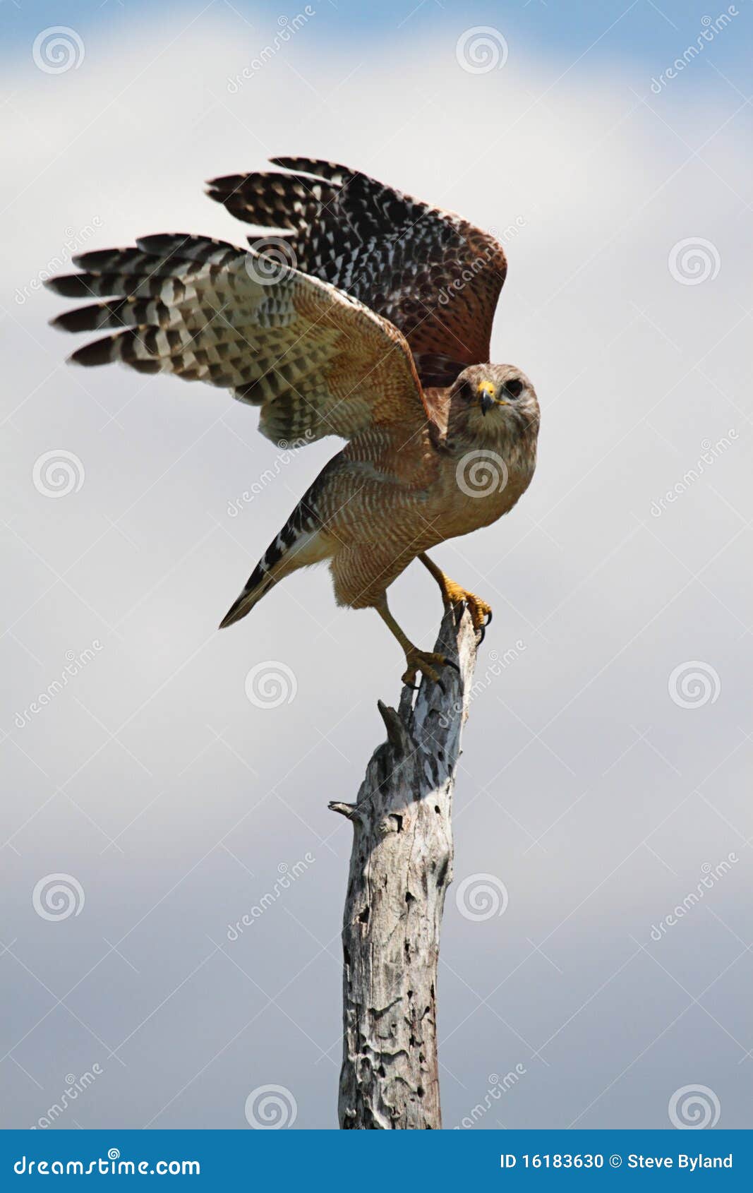 Red Shouldered Hawk Stretching His Wings Before Taking Off At McGrath ...