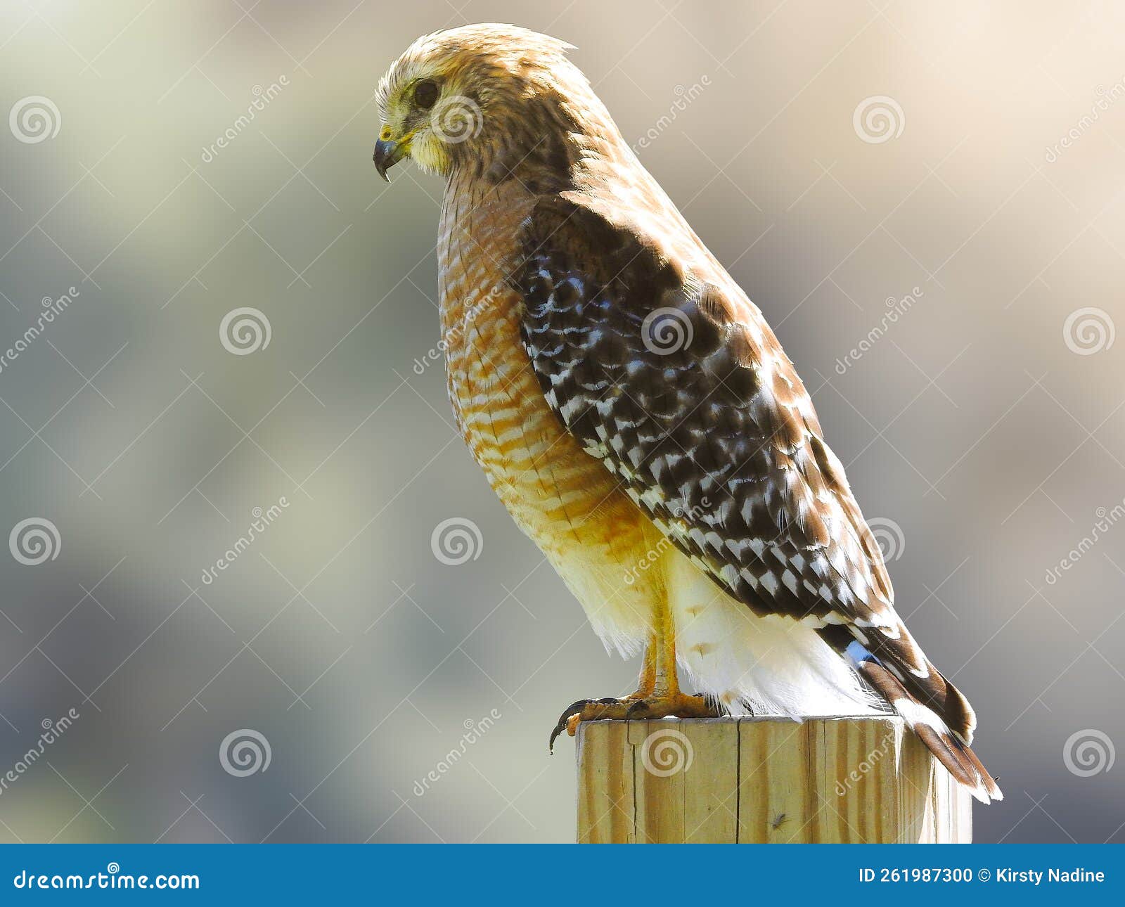 Red-shouldered Hawk Perched on Post Stock Photo - Image of mount, white ...