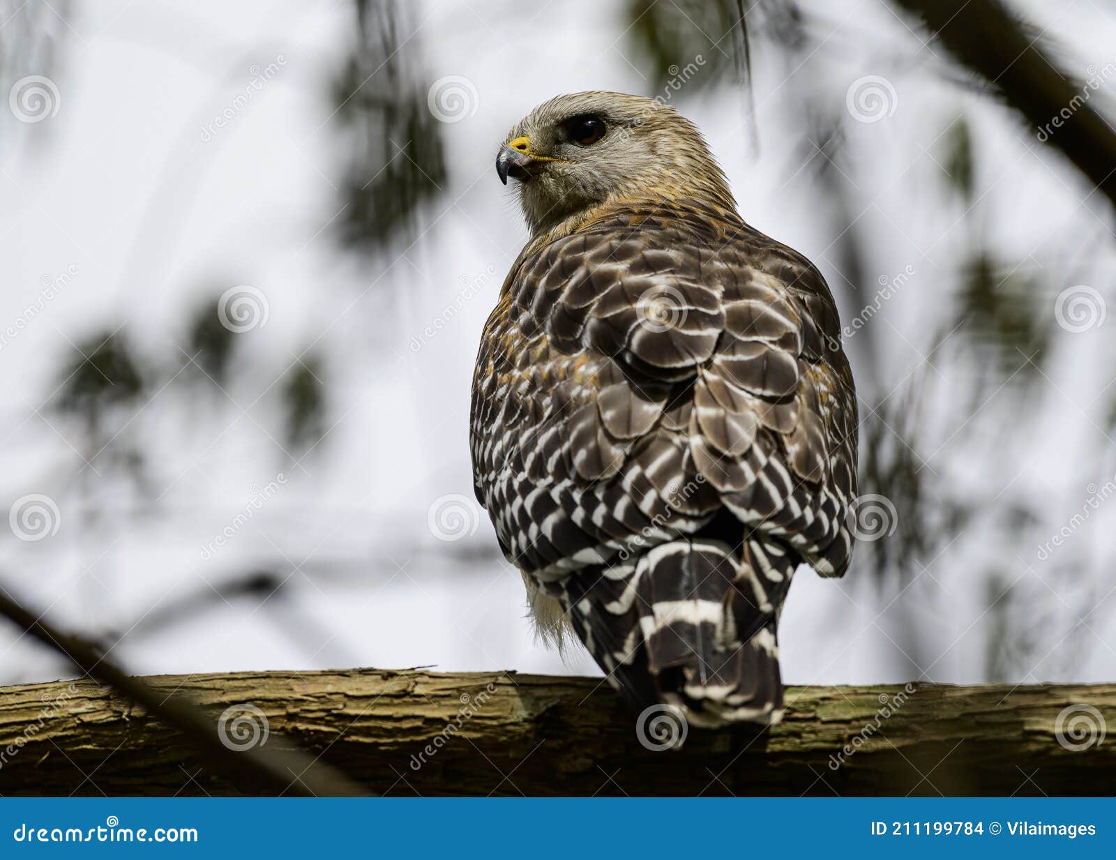 Red Shouldered Hawk on a Tree Branch. Stock Photo - Image of hunting ...