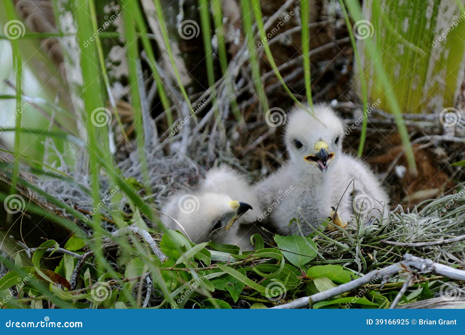 Red-shouldered Hawk Chicks stock image. Image of young - 39166925