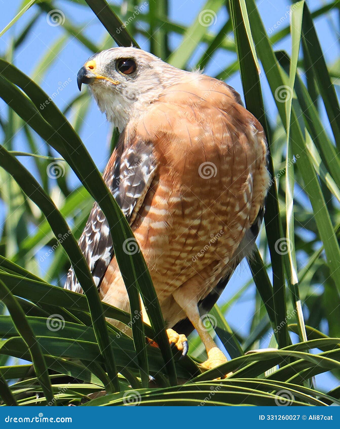 Red Shouldered Hawk Close Up Stock Image - Image of finch, parrot ...