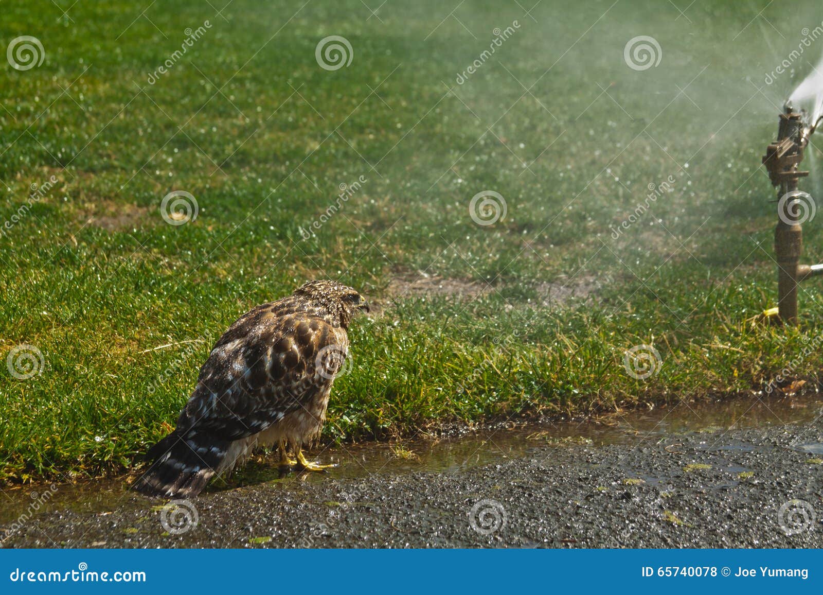 Red Shouldered Hawk Cooling Off on a Warm Summer Day. Stock Photo ...