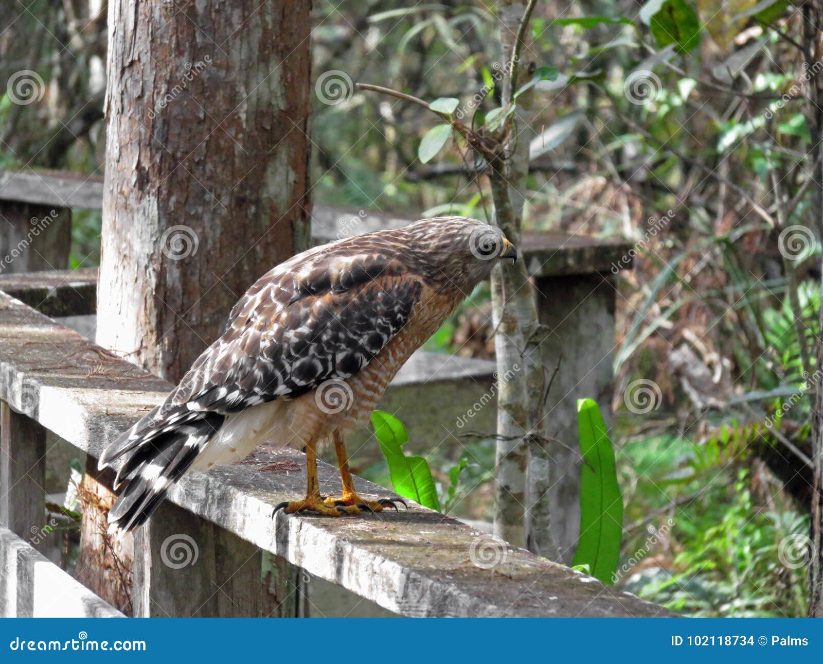 Red Shouldered Hawk at Corkscrew Swamp Sanctuary Stock Photo - Image of ...