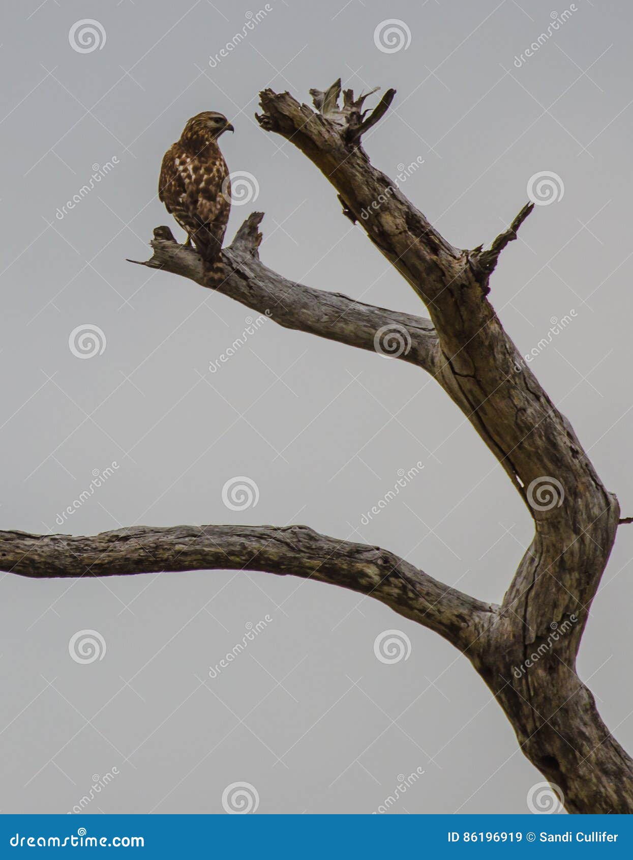 Red Shouldered Hawk in the Dead Tree Stock Image - Image of gray, bill ...