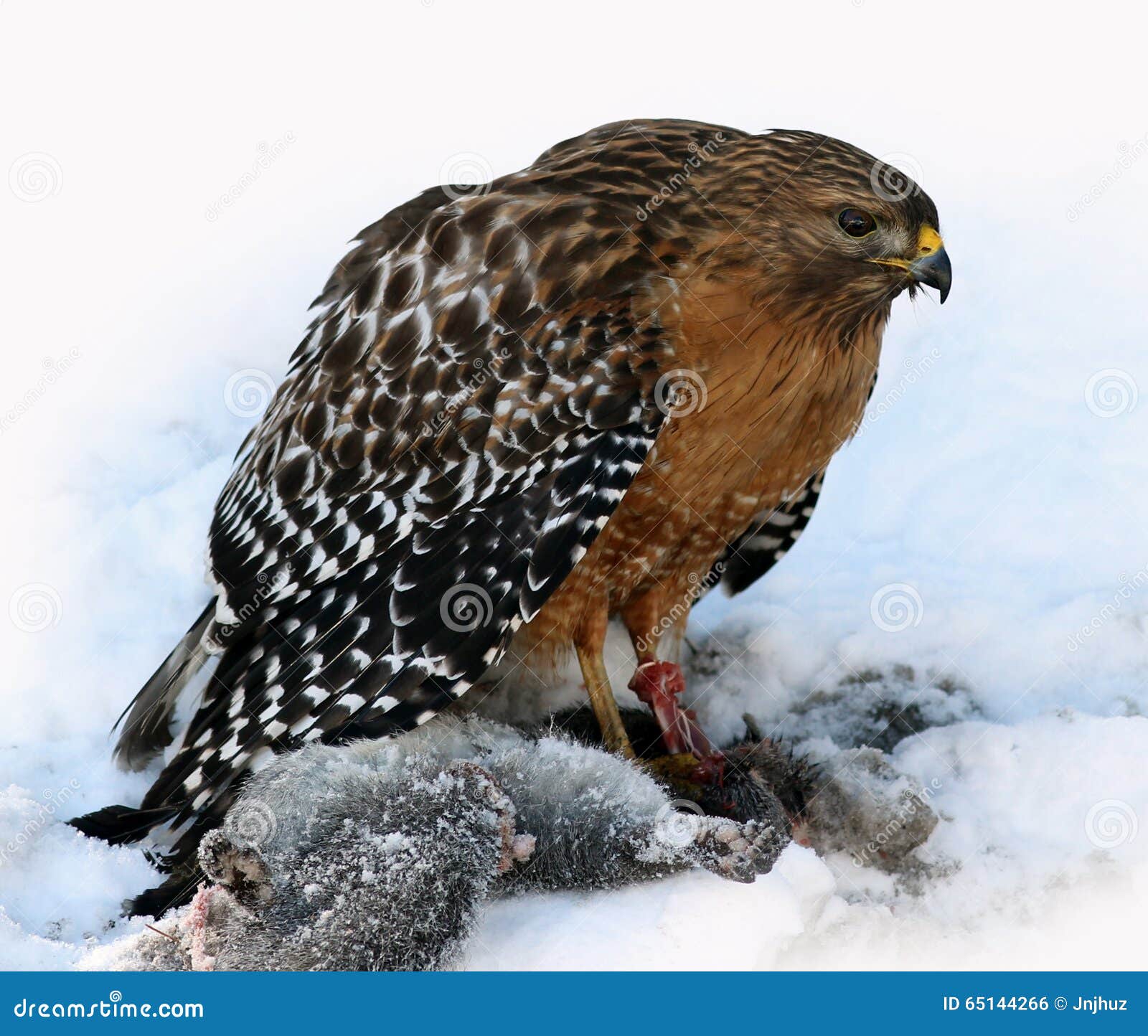 Red Shouldered Hawk stock photo. Image of animal, wild - 65144266