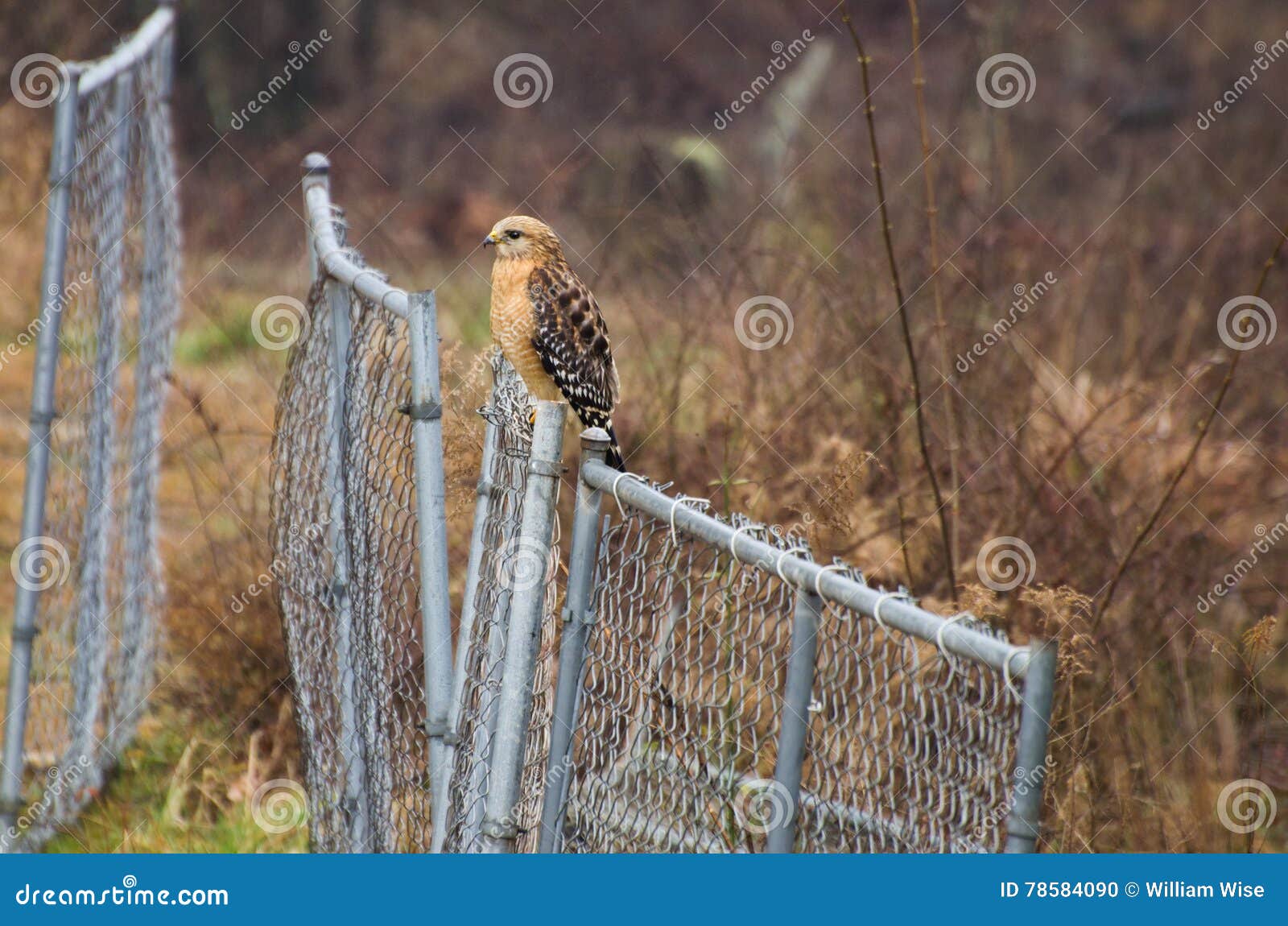 Red-shouldered Hawk on Fence Stock Photo - Image of outdoor, gander ...