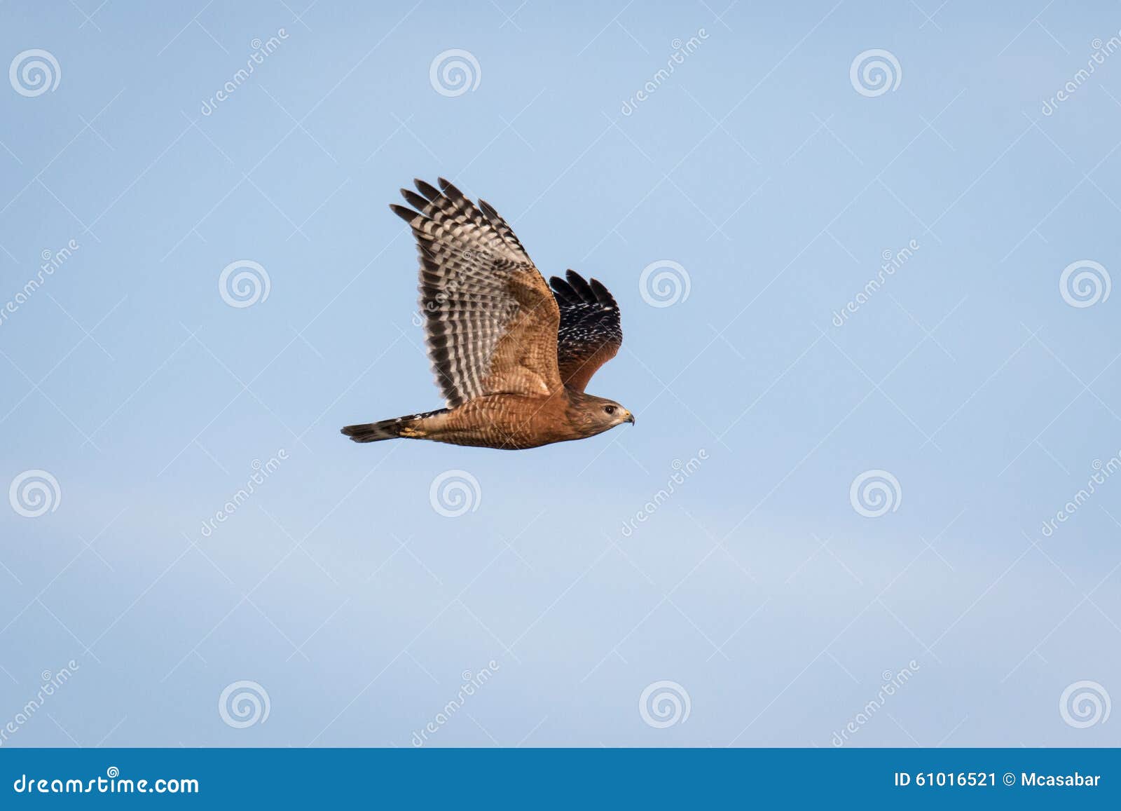 Red Shouldered Hawk stock image. Image of shouldered - 61016521