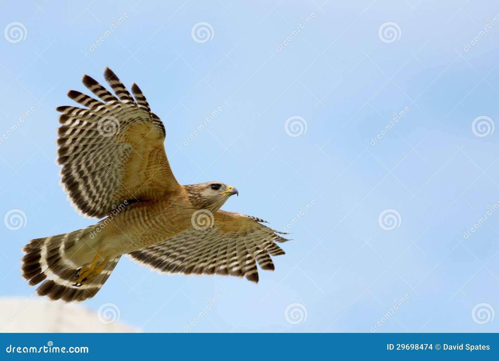 Red Shouldered Hawk in Flight Stock Photo - Image of shouldered, bird ...