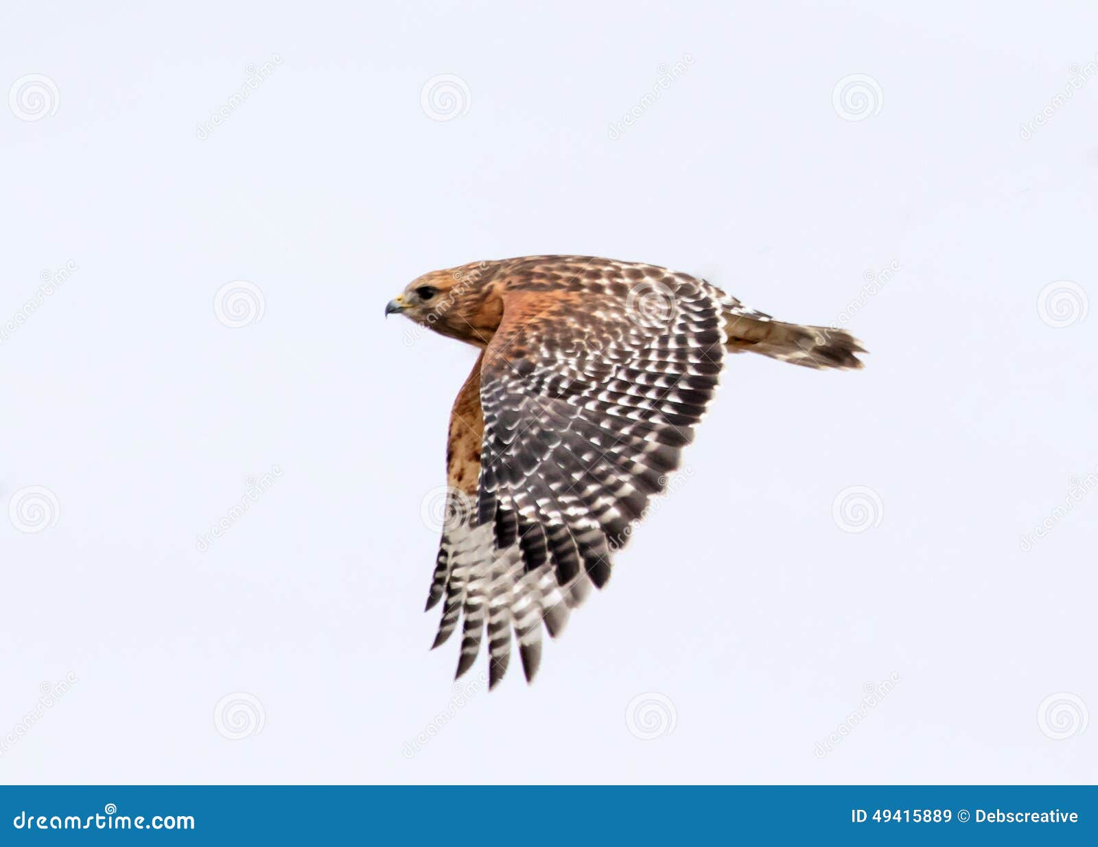 Red Shouldered Hawk stock image. Image of outdoors, natural - 49415889