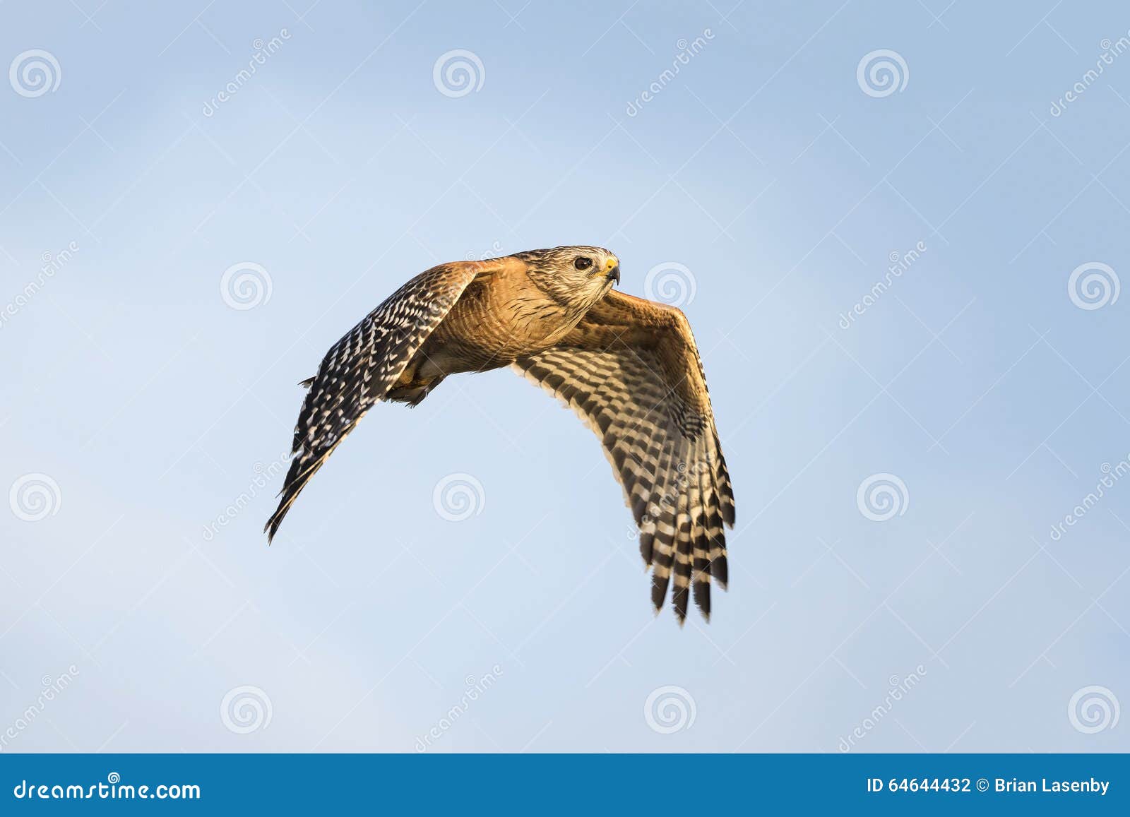 Red-shouldered Hawk in Flight - Florida Stock Photo - Image of bird ...