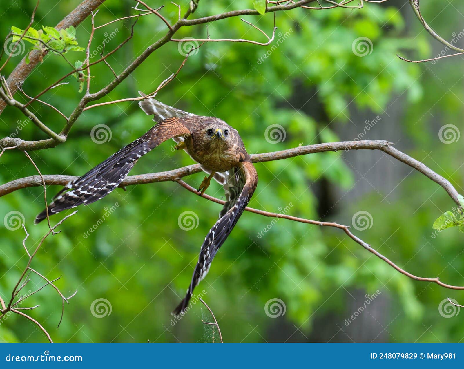 Red Shouldered Hawk in Flight Stock Image - Image of flight, brown ...
