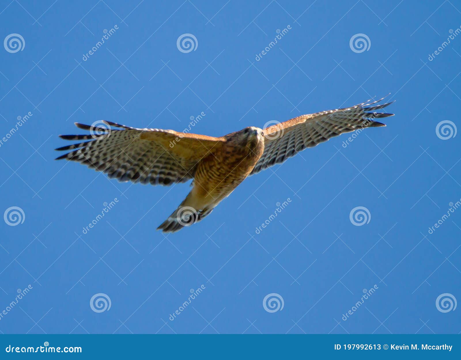 Red-Shouldered Hawk in Flight with Wings Spread Stock Image - Image of ...