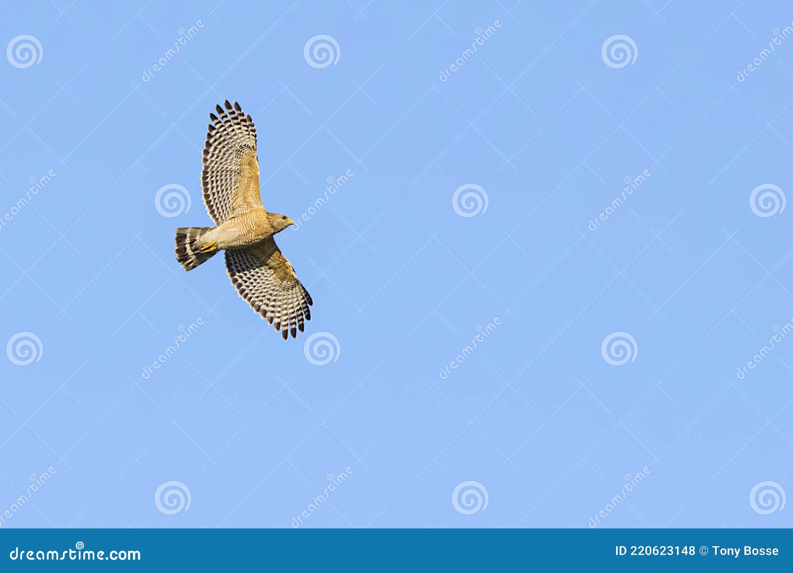 Red-Shouldered Hawk in Flight, Wingspan Stock Photo - Image of wings ...