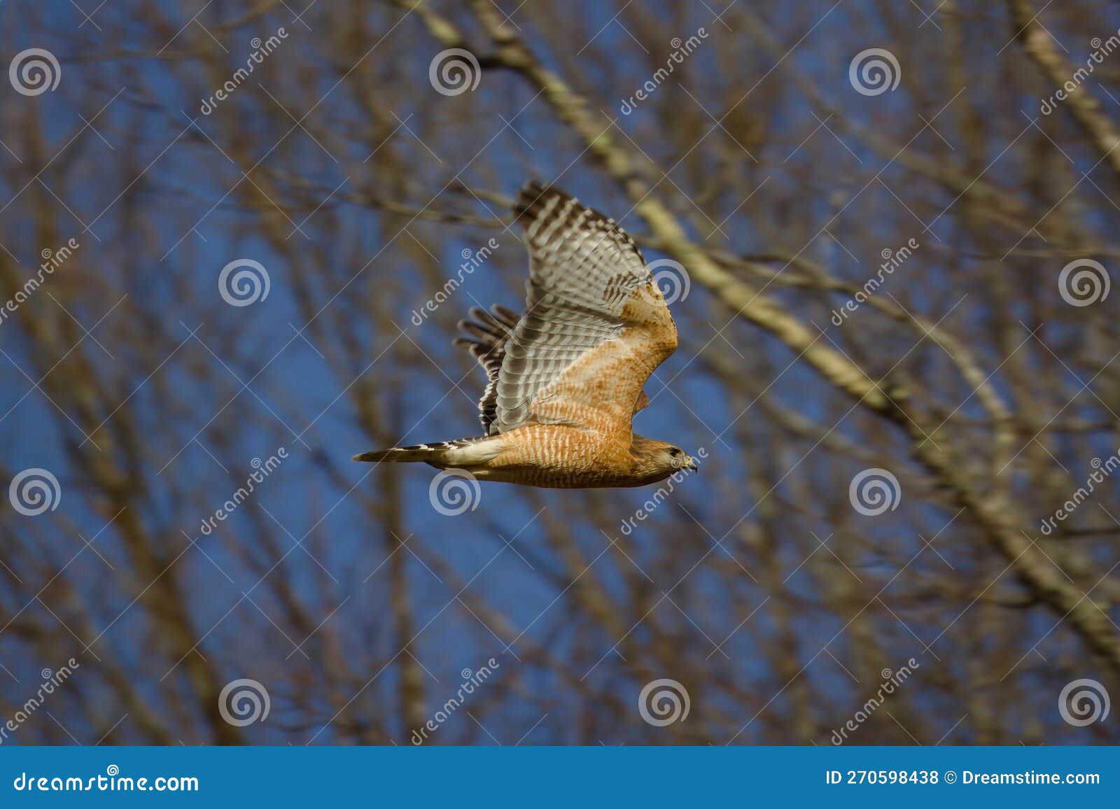 Red Shouldered Hawk in Flight Stock Photo - Image of hawk, nature ...