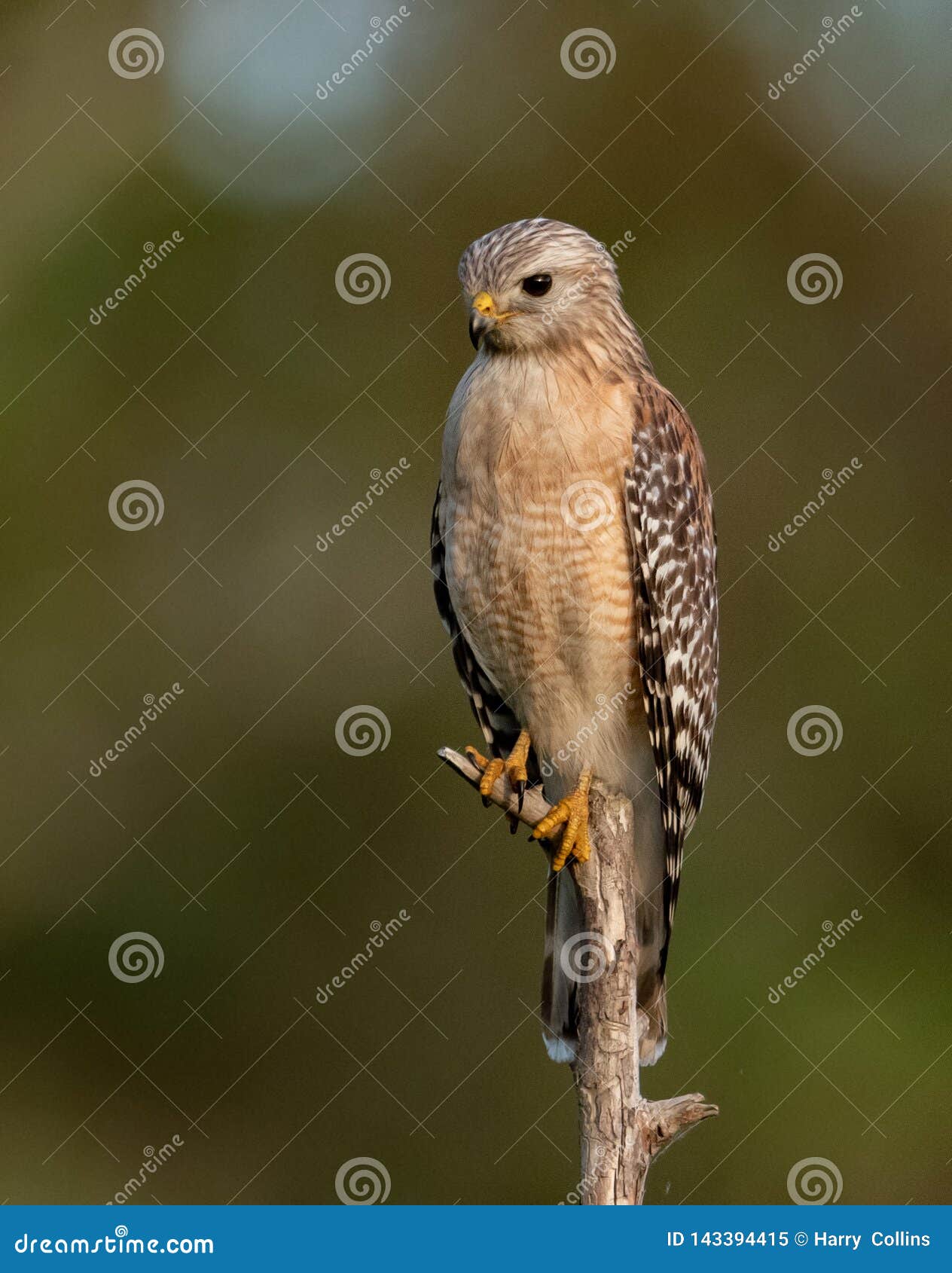 Red Shouldered Hawk in Florida Stock Image - Image of morph, female ...