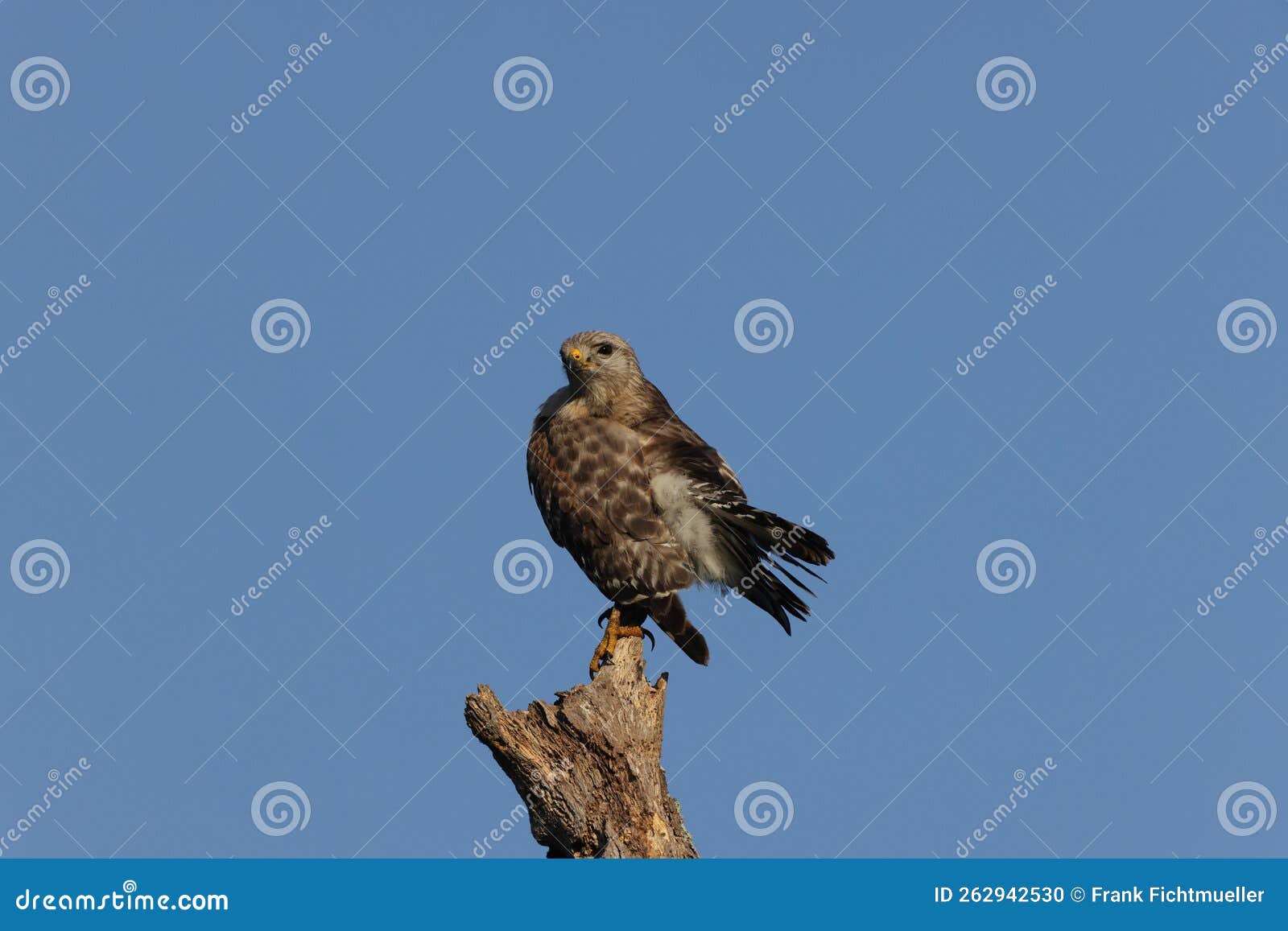 Red Shouldered Hawk in Florida Circle B Bar Reserve Stock Photo - Image ...