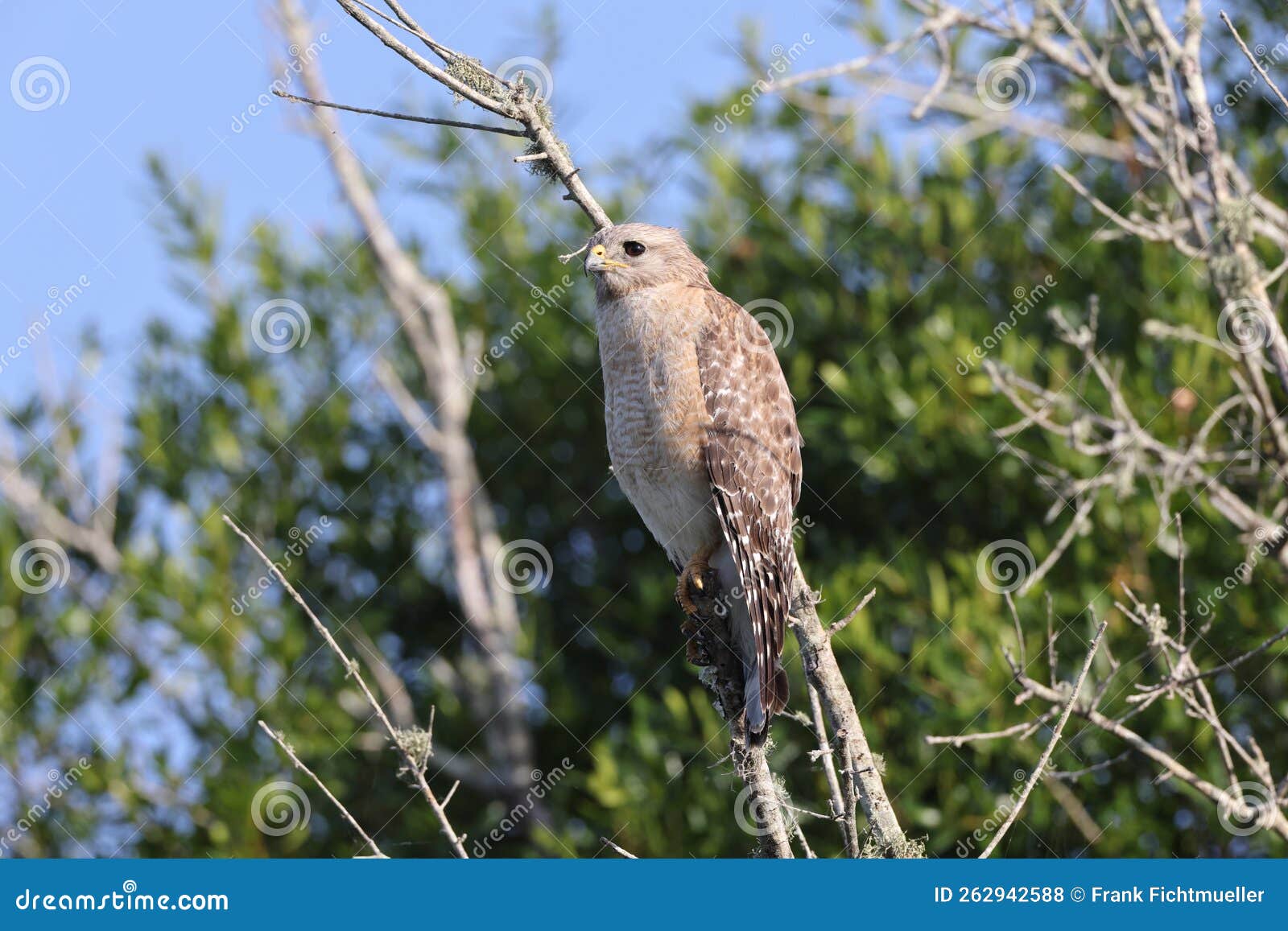 Red Shouldered Hawk in Florida Circle B Bar Reserve Stock Photo - Image ...