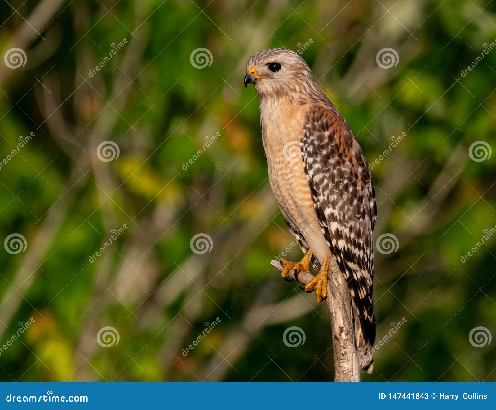 Red Shouldered Hawk in Florida Stock Image - Image of american, bird ...