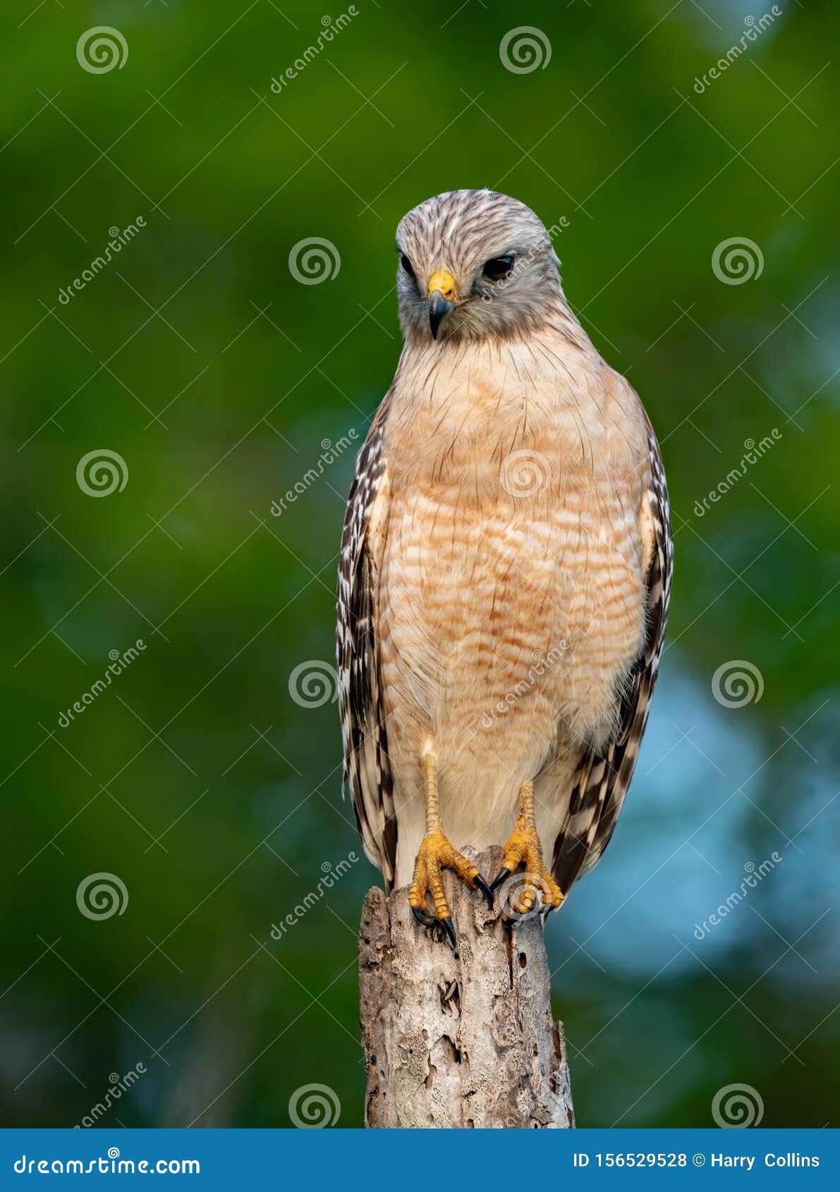 Red Shouldered Hawk in Florida Stock Photo - Image of jersey, little ...