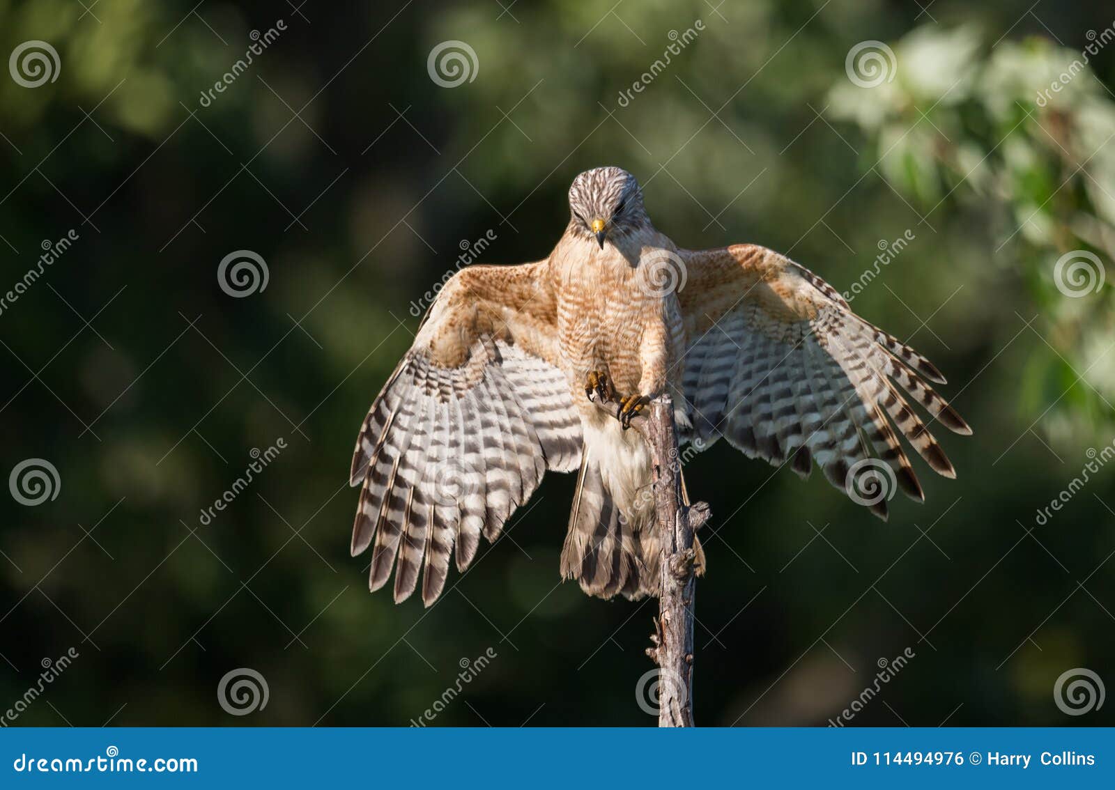 Red Shouldered Hawk in Florida Stock Photo - Image of avian, flying ...