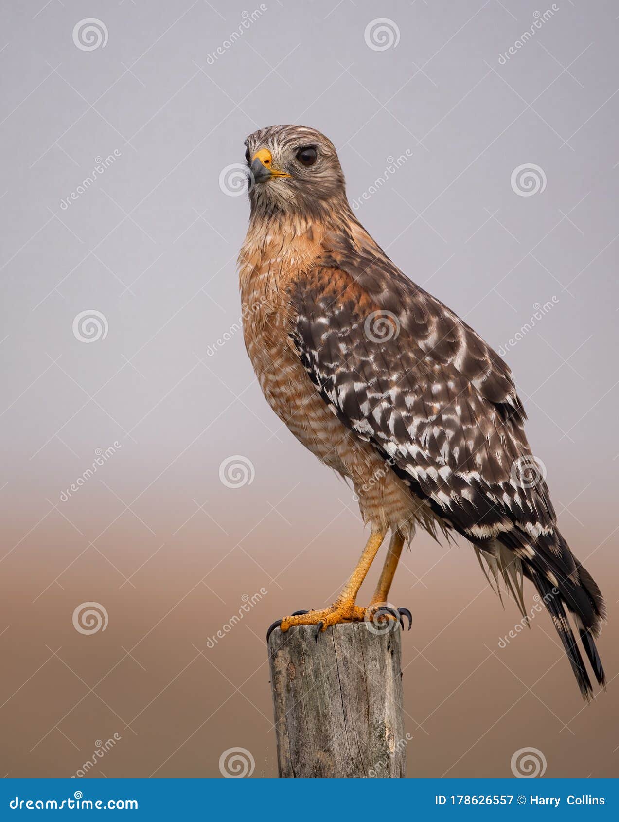 A Red-shouldered Hawk in Florida Stock Image - Image of canada, forest ...