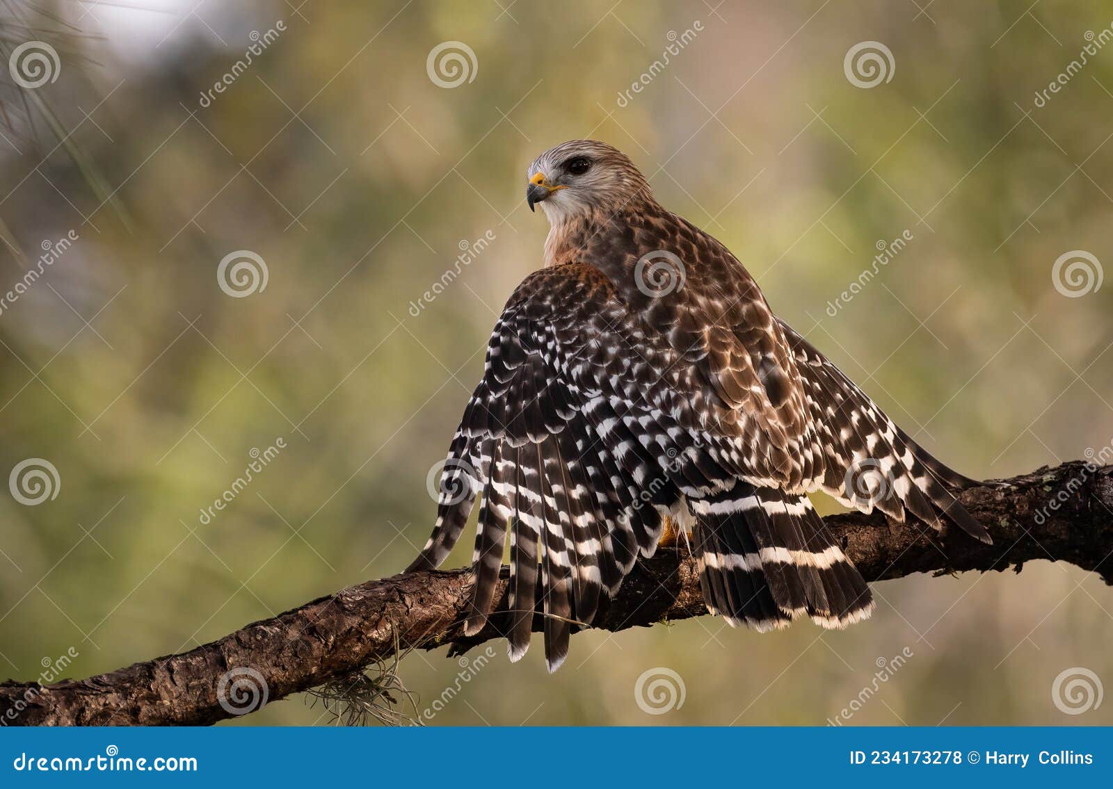 A Red-shouldered Hawk in Florida Stock Photo - Image of kayak, clip ...